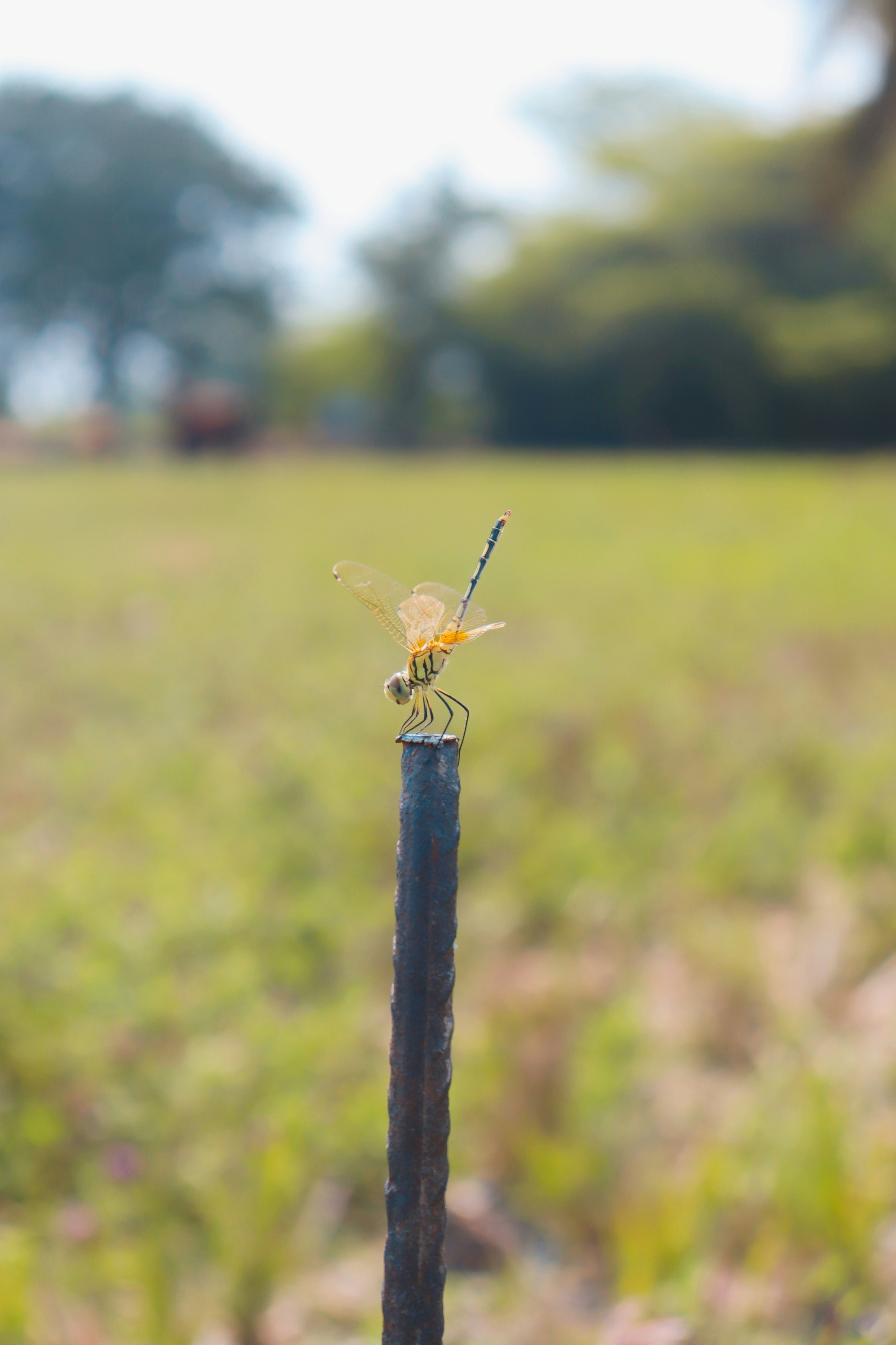 Foto Un pequeño insecto sentado encima de un palo en un campo – Imagen ...