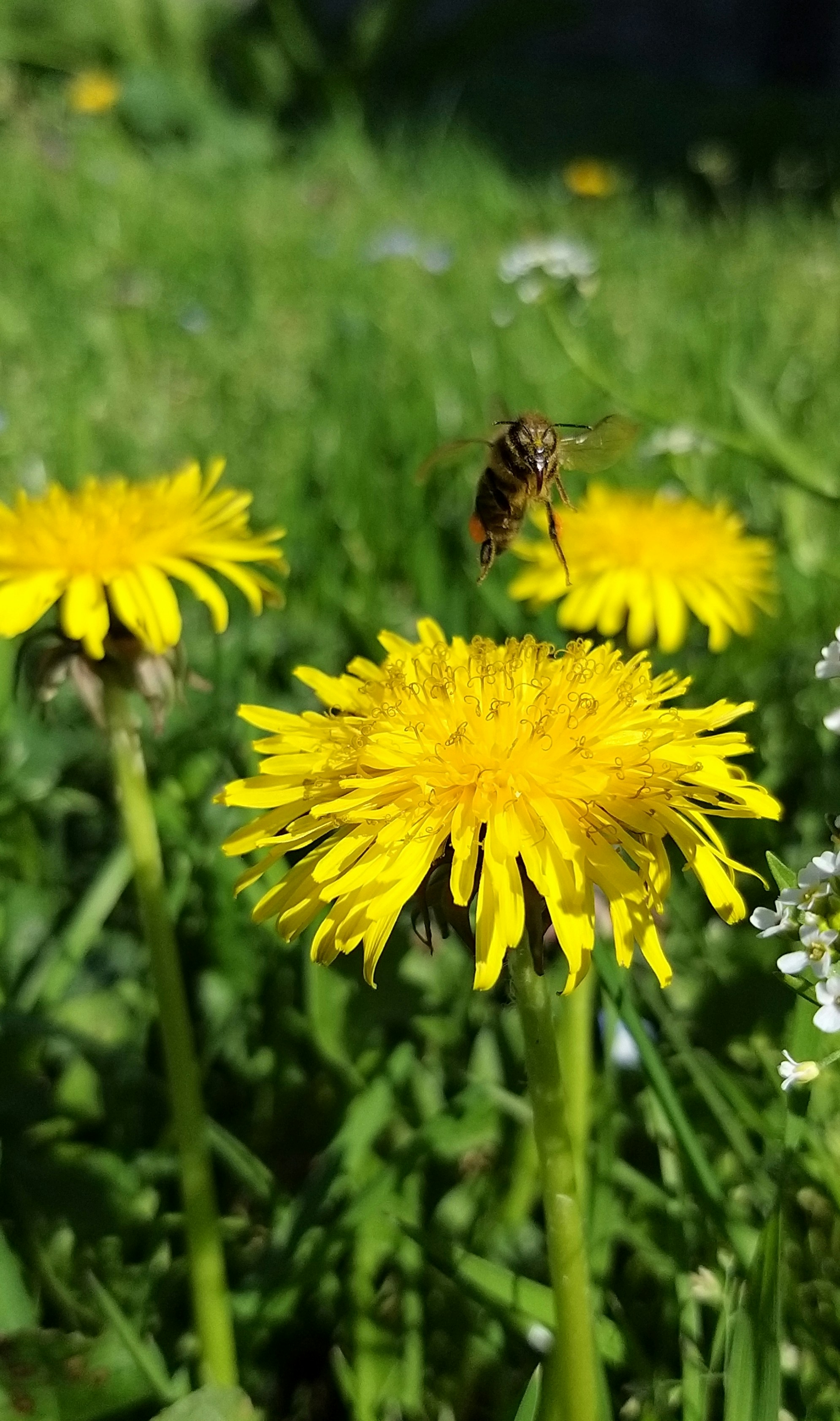 A bee hovers above a vibrant dandelion, surrounded by a lush green meadow. The scene highlights the vital role of pollinators in the ecosystem.