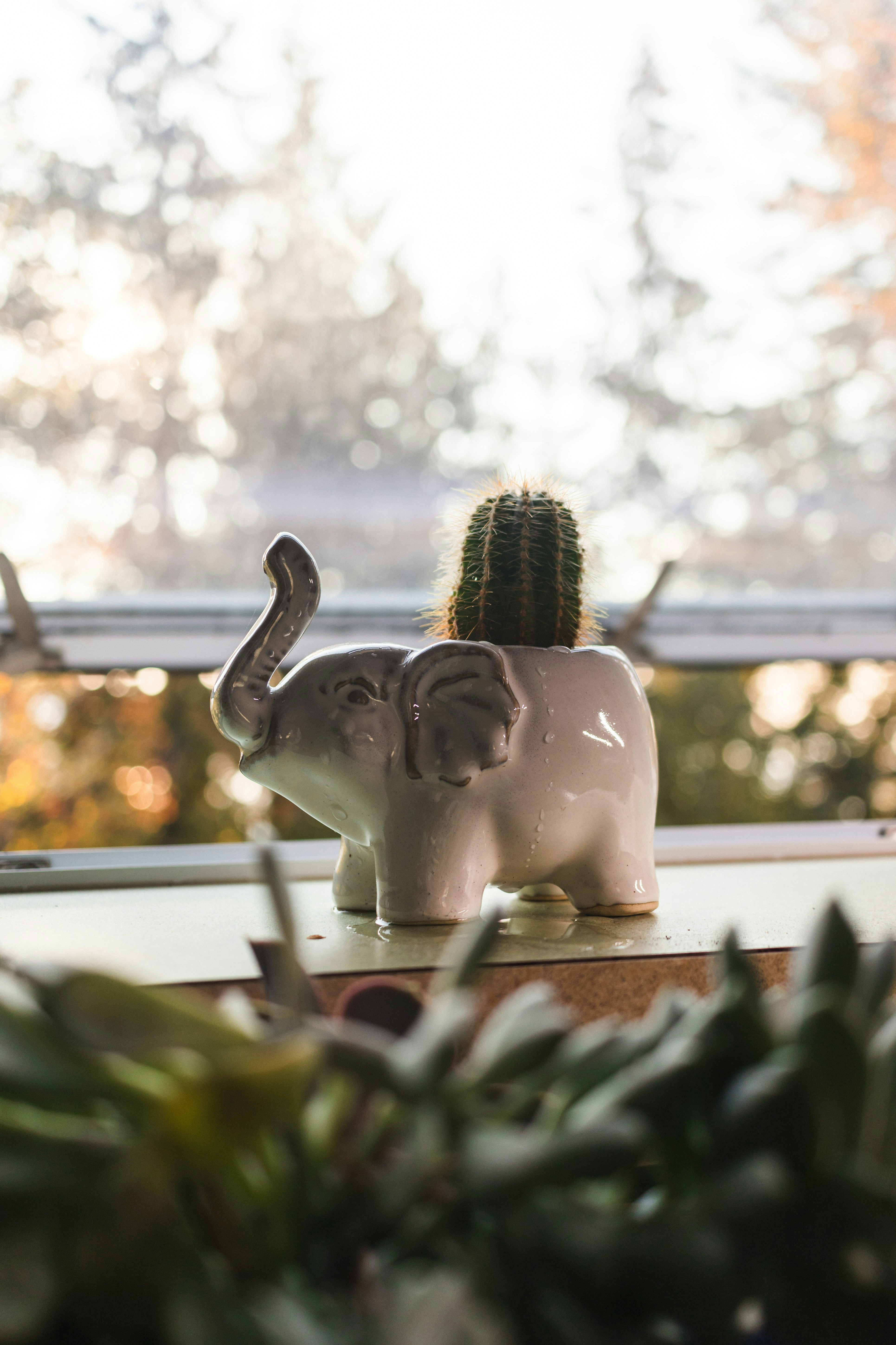 Cactus Royalty: A Tiny Desert Crown on a Ceramic Elephant