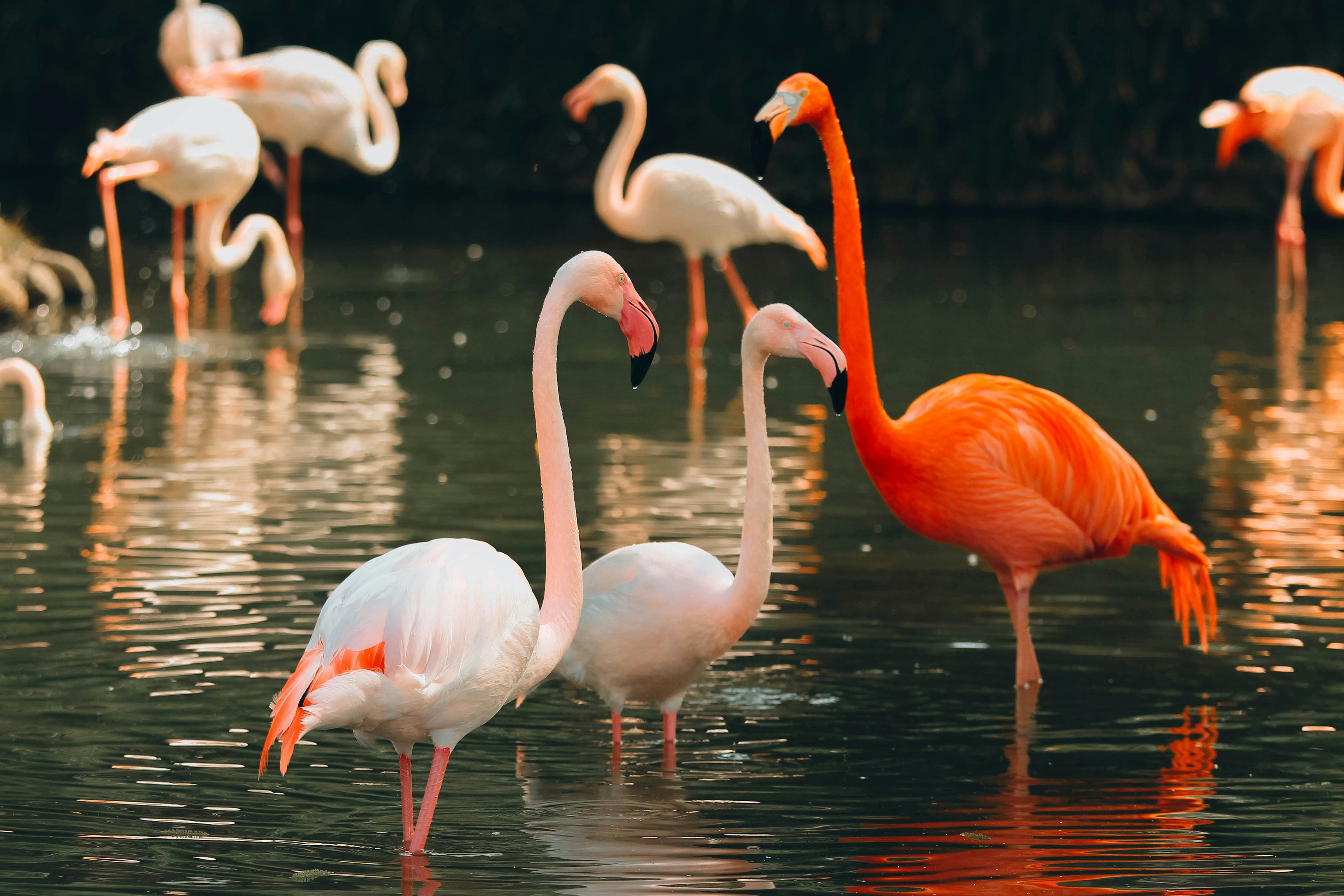 A group of flamingos are standing in the water photo – Free Flamingos ...