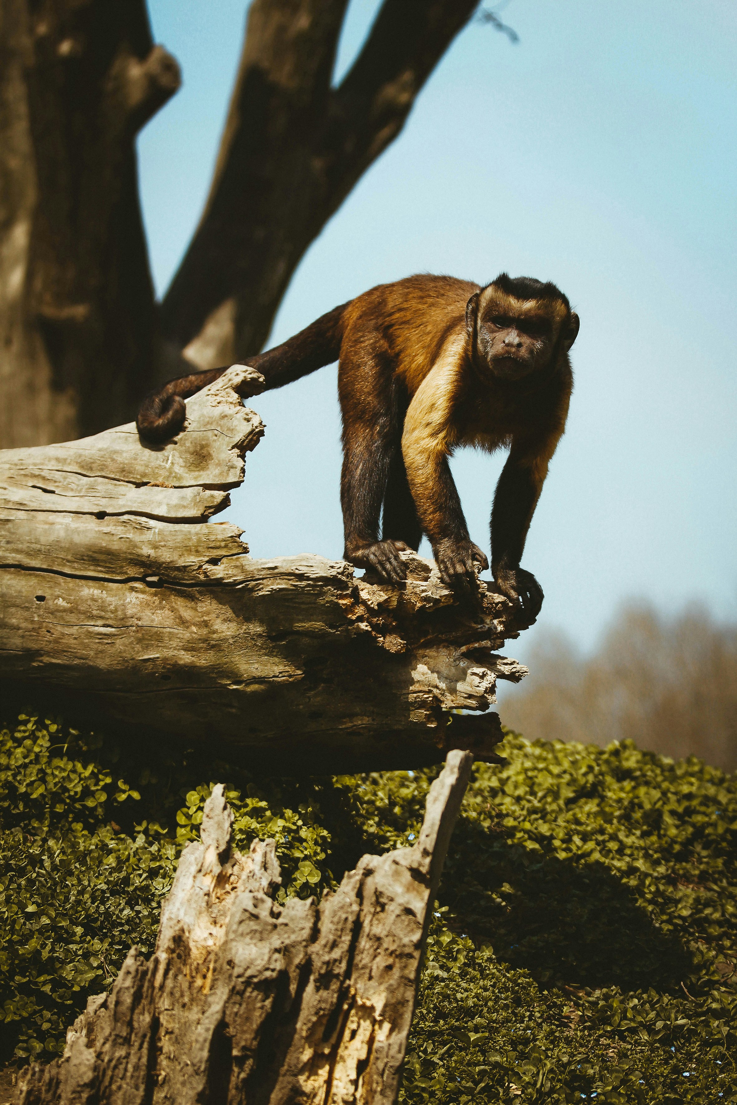 Monkey Pfp Pictures | Download Free Images on Unsplash