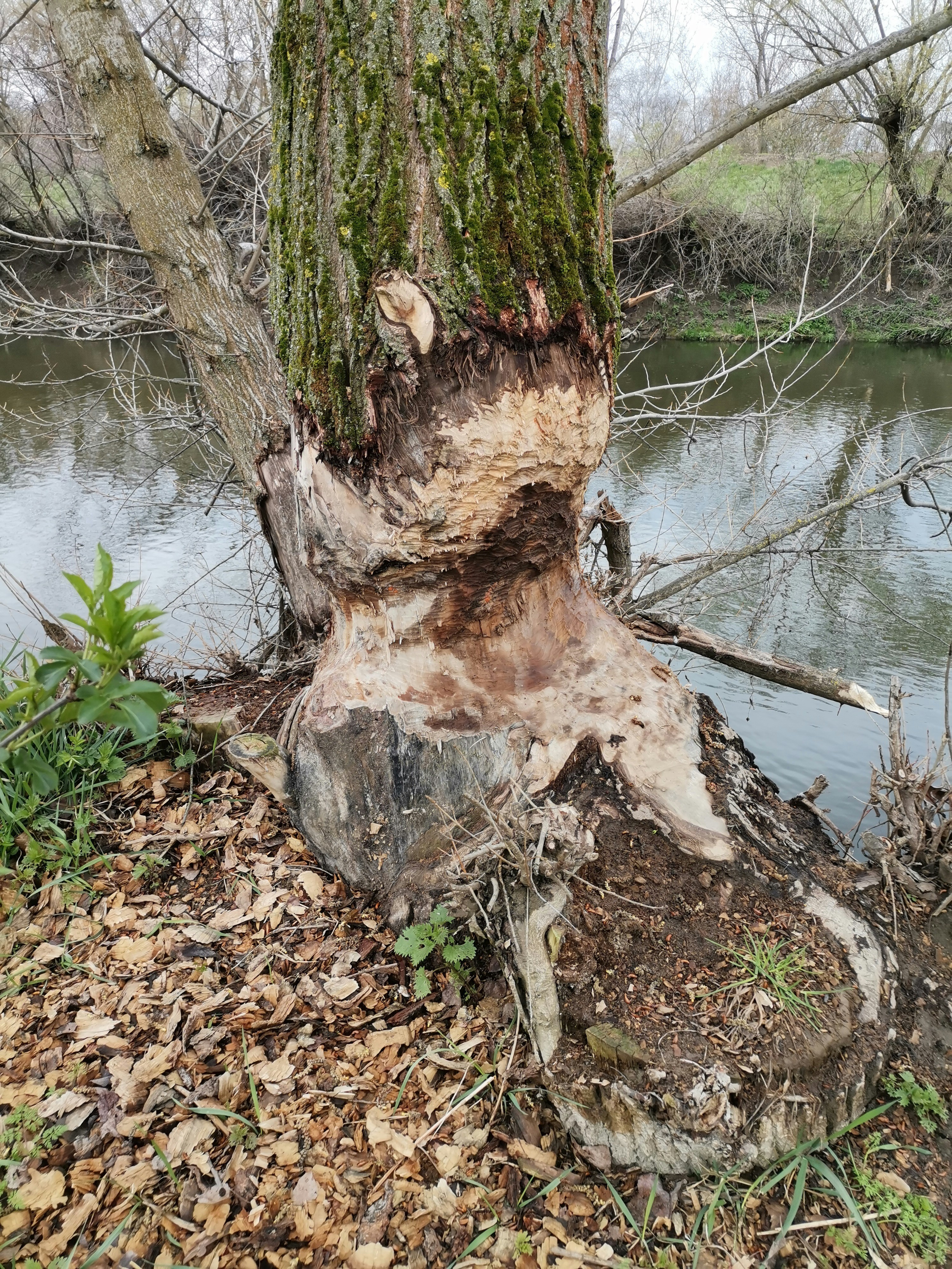 Photo by Beatris M. with Huawei P40 Lite