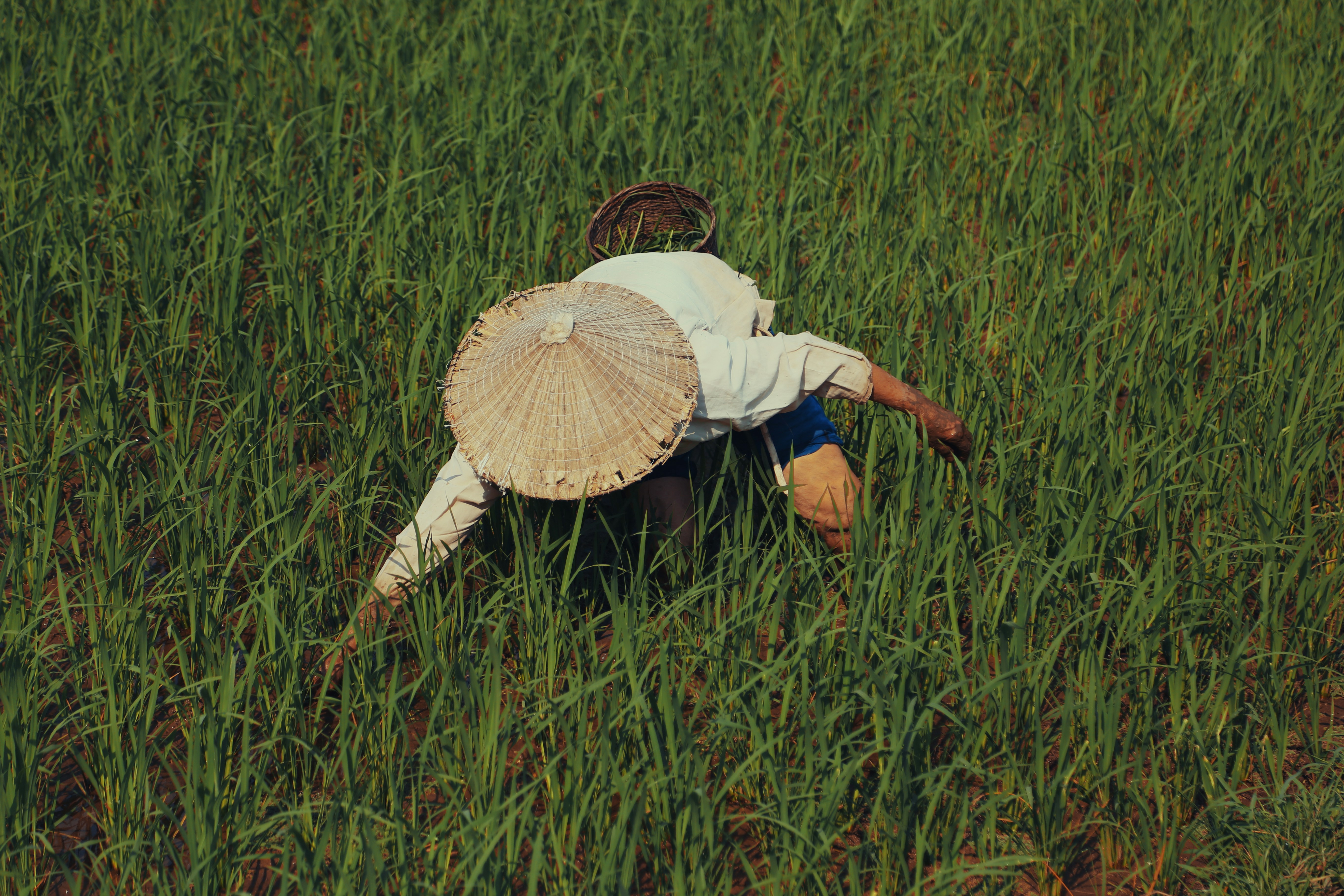 Person wearing a conical hat kneeling amidst tall green grass.