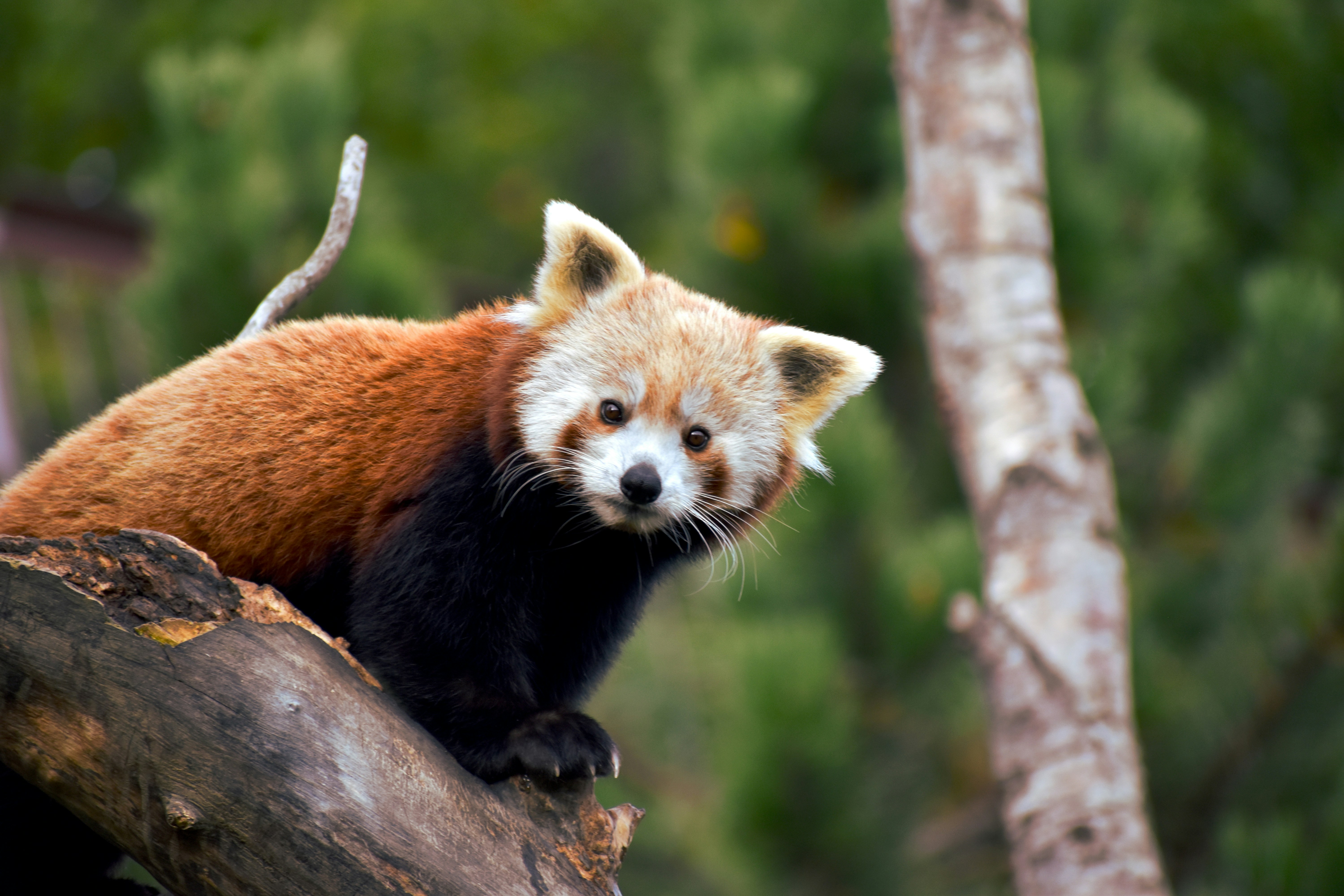 A red panda perched on a tree branch, gazing curiously at the viewer amidst a lush green backdrop.