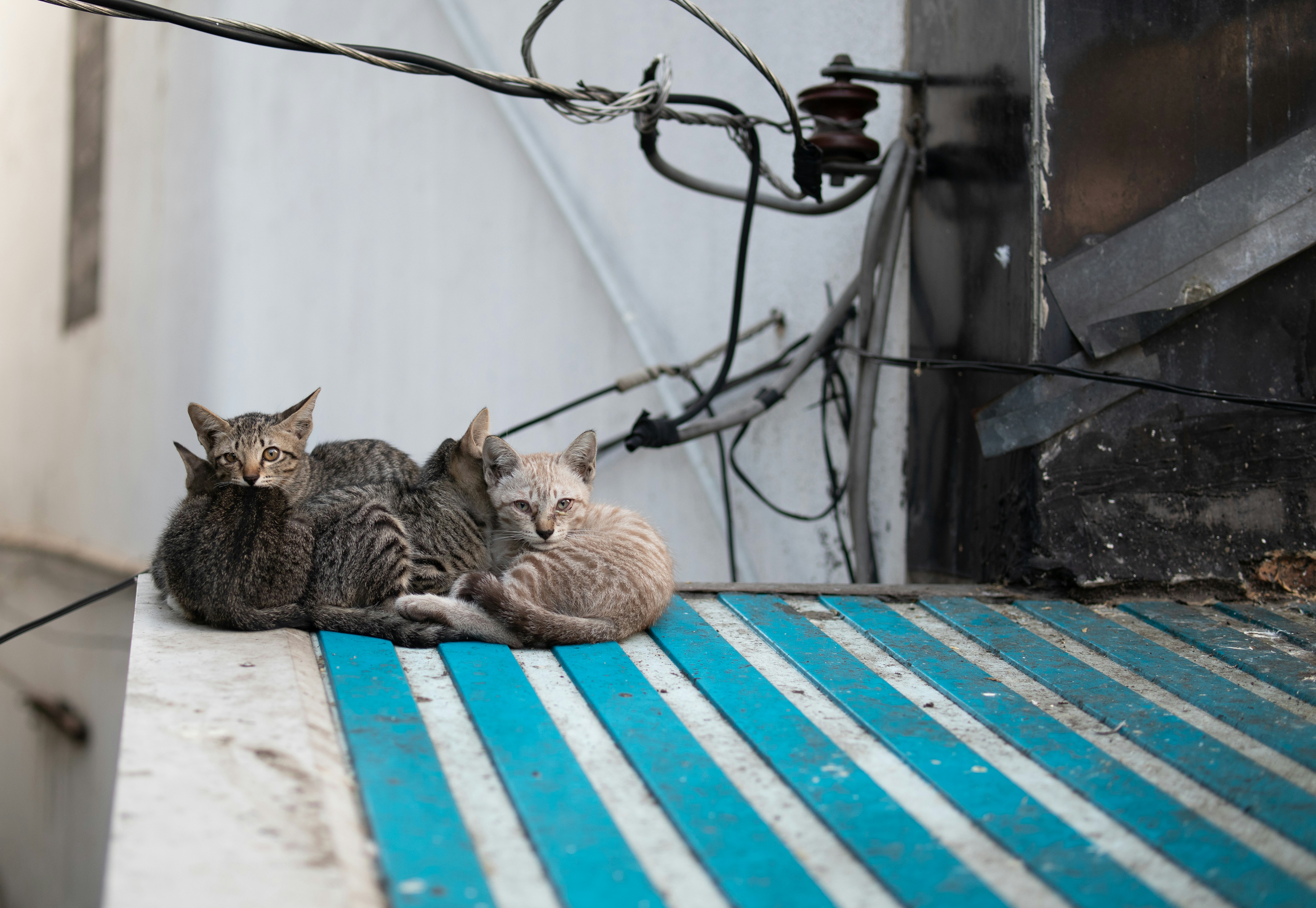 Cats Playing Pictures | Download Free Images on Unsplash