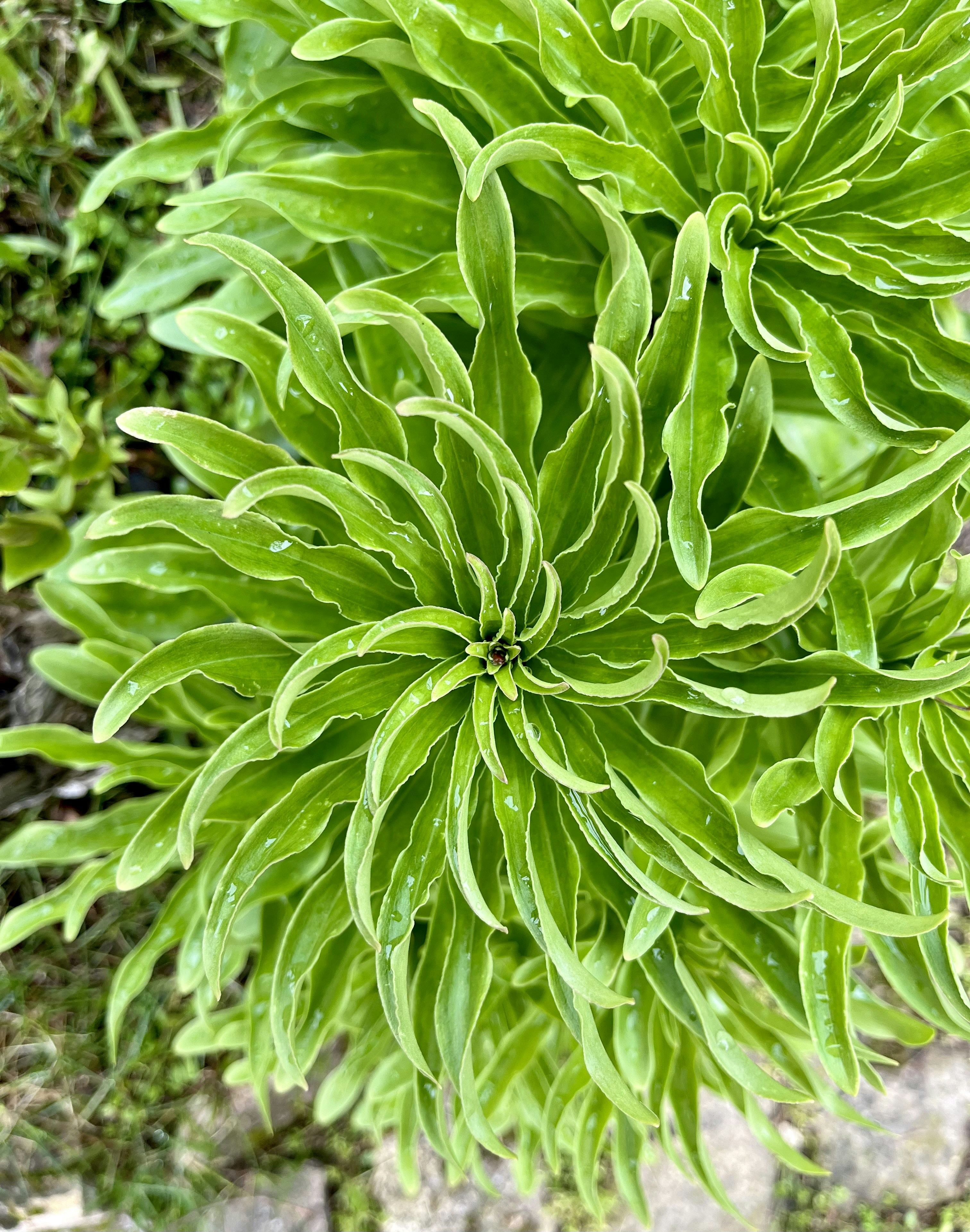Verdant Spiral: a close-up of sunlit green rosettes