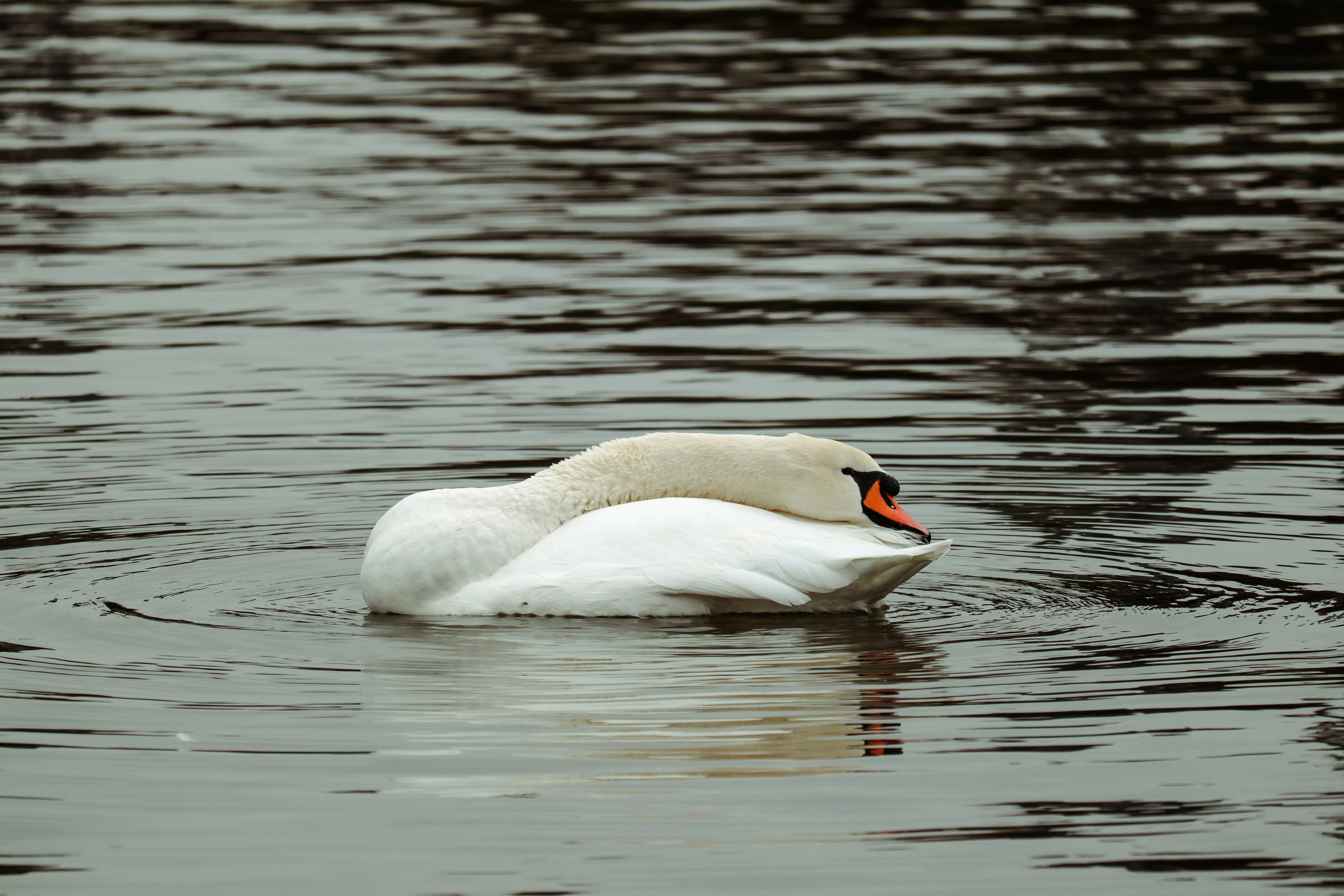 Imágenes de Cisne Gigante | Descarga imágenes gratuitas en Unsplash