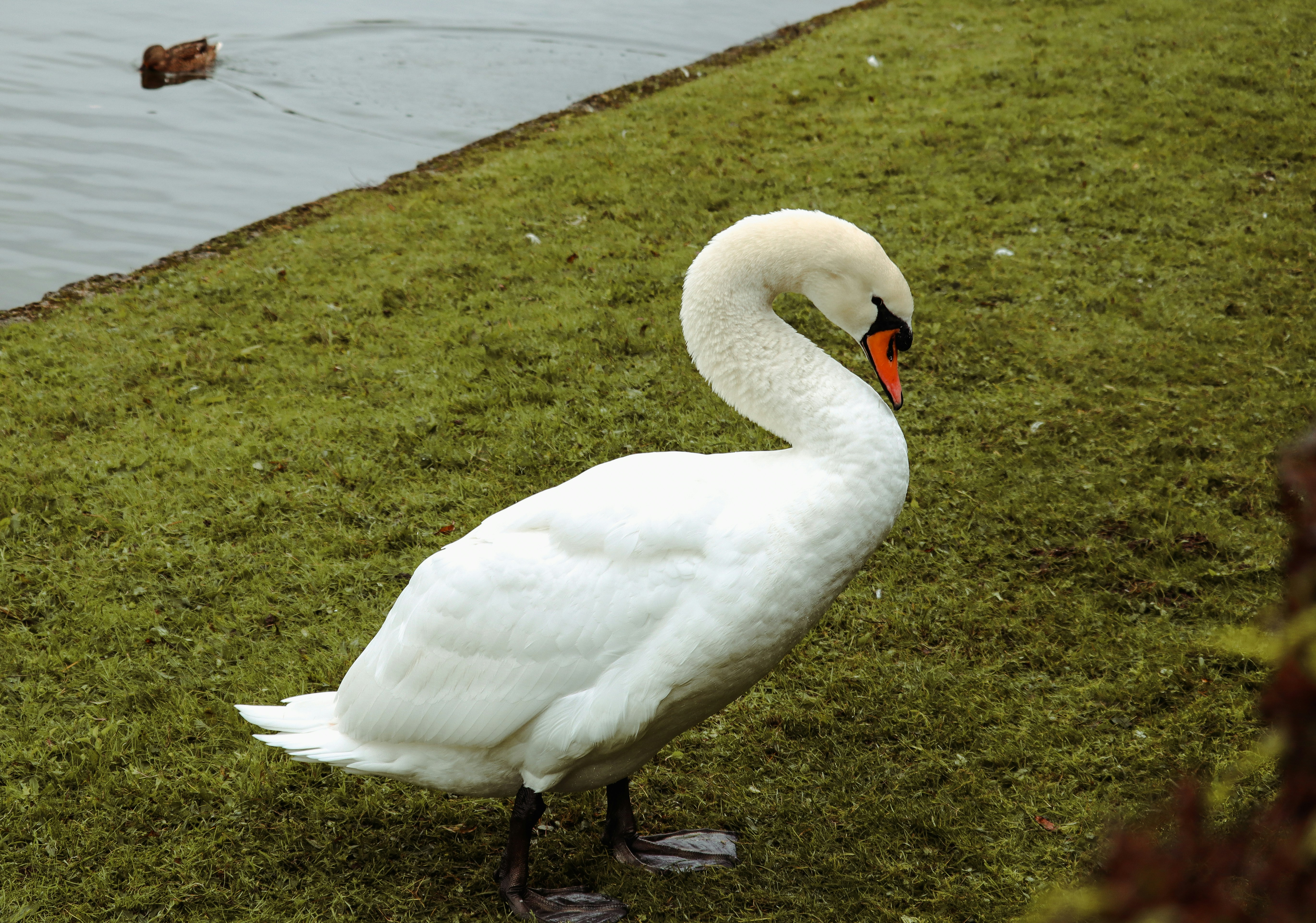 A white swan at Nymphenburg Palace