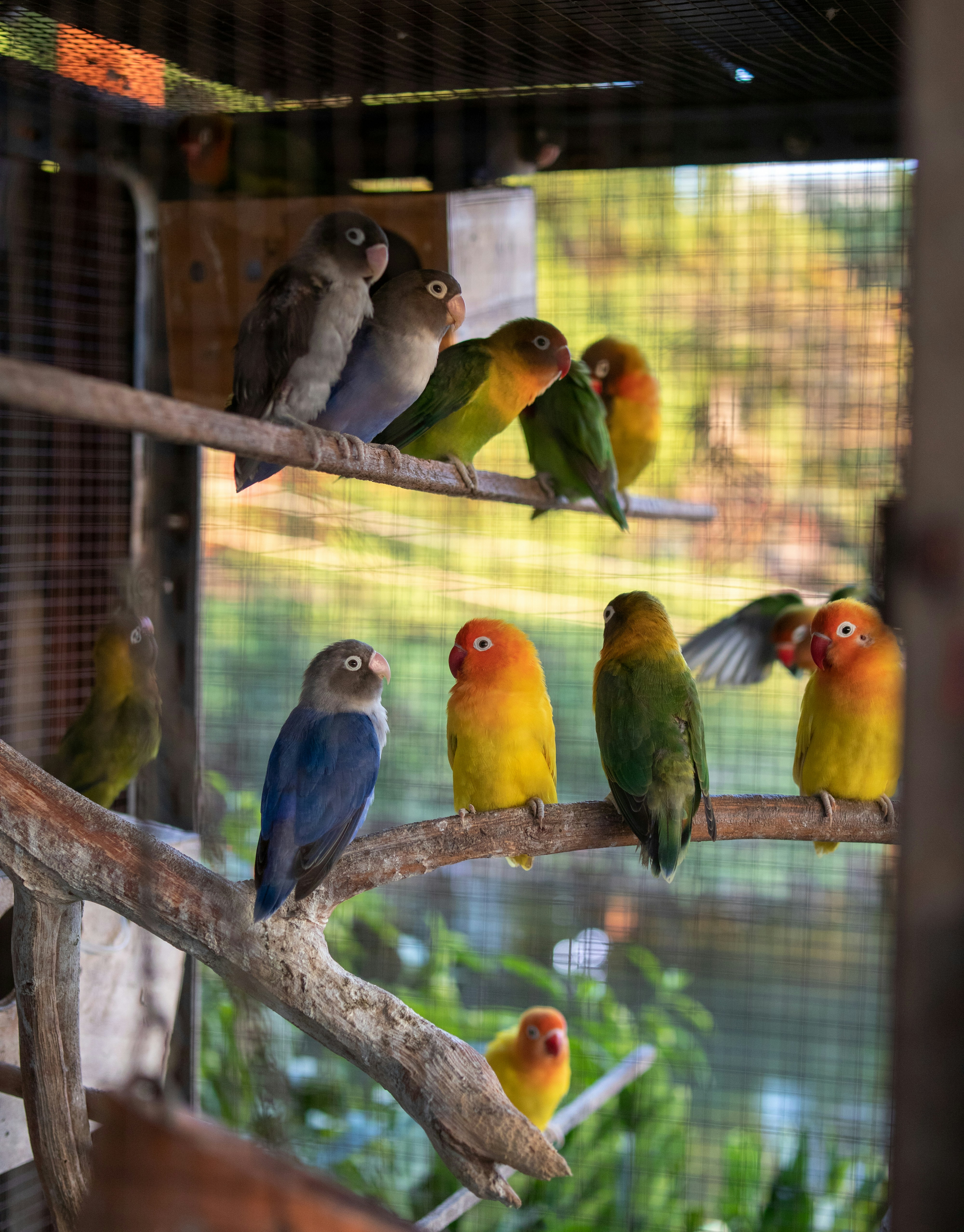 Cute lovebirds