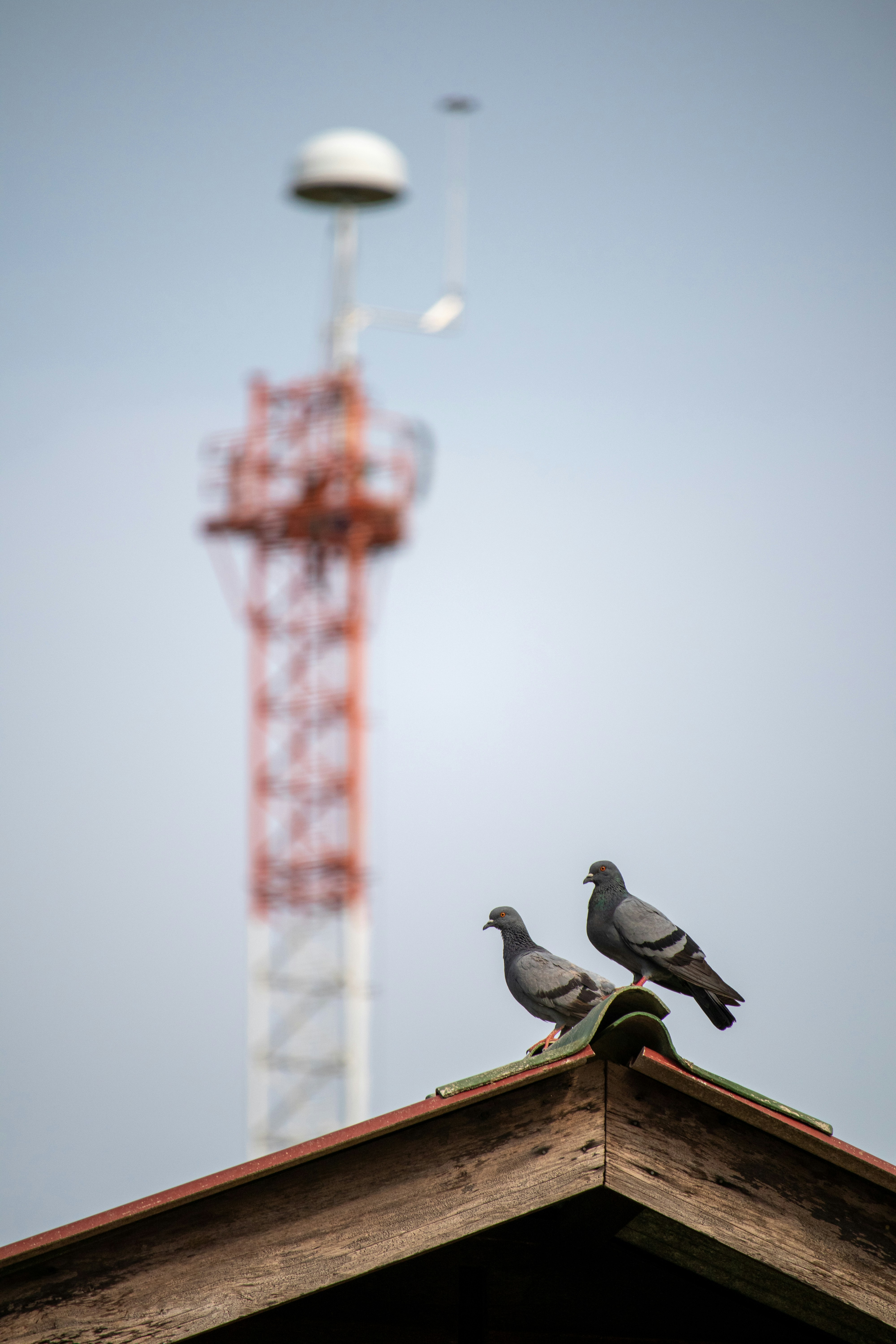 Perched Duo on a Weathered Roof with a Distant Lattice Tower