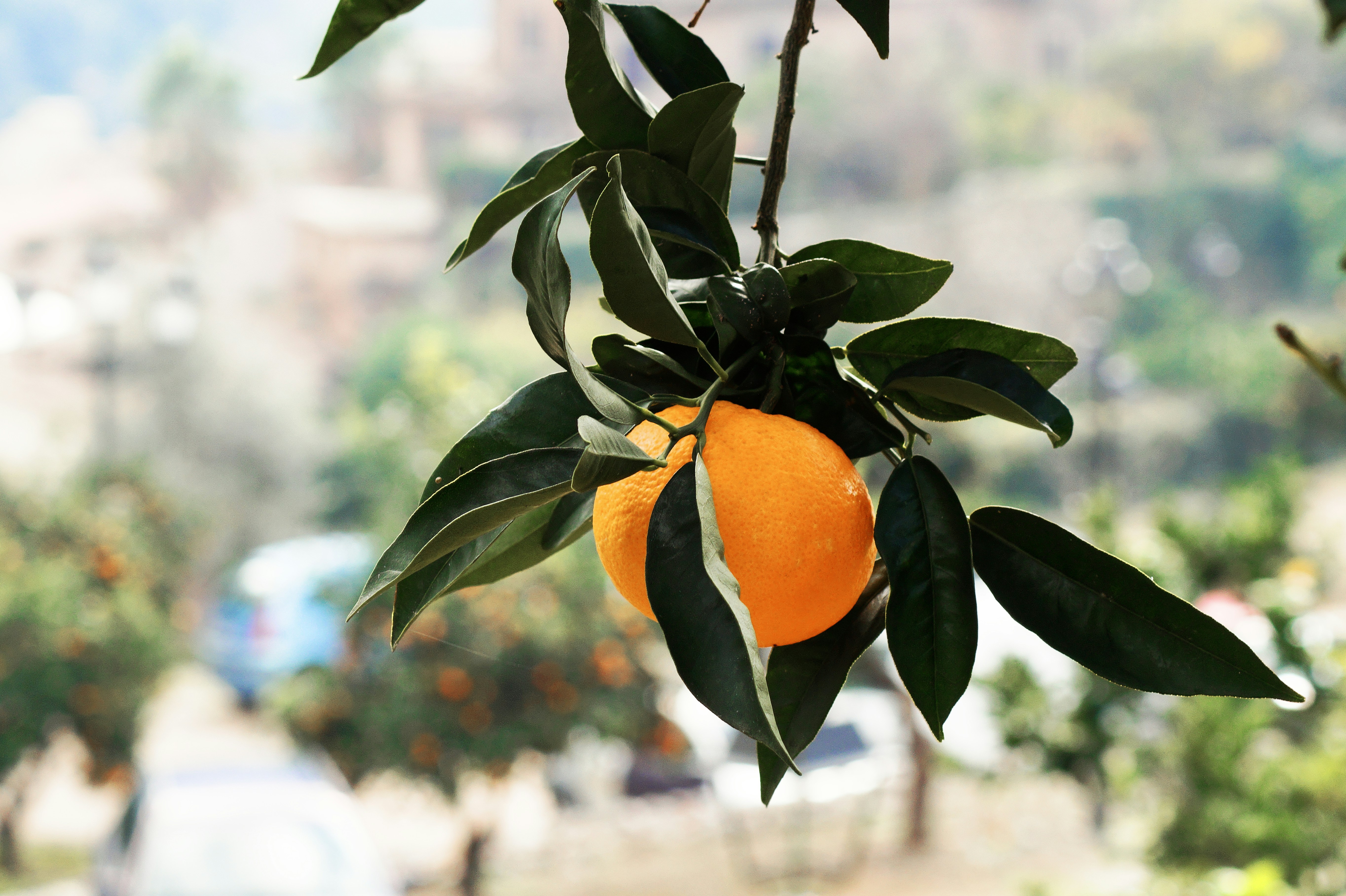 An orange hanging from a tree with leaves photo – Free Mallorca Image ...