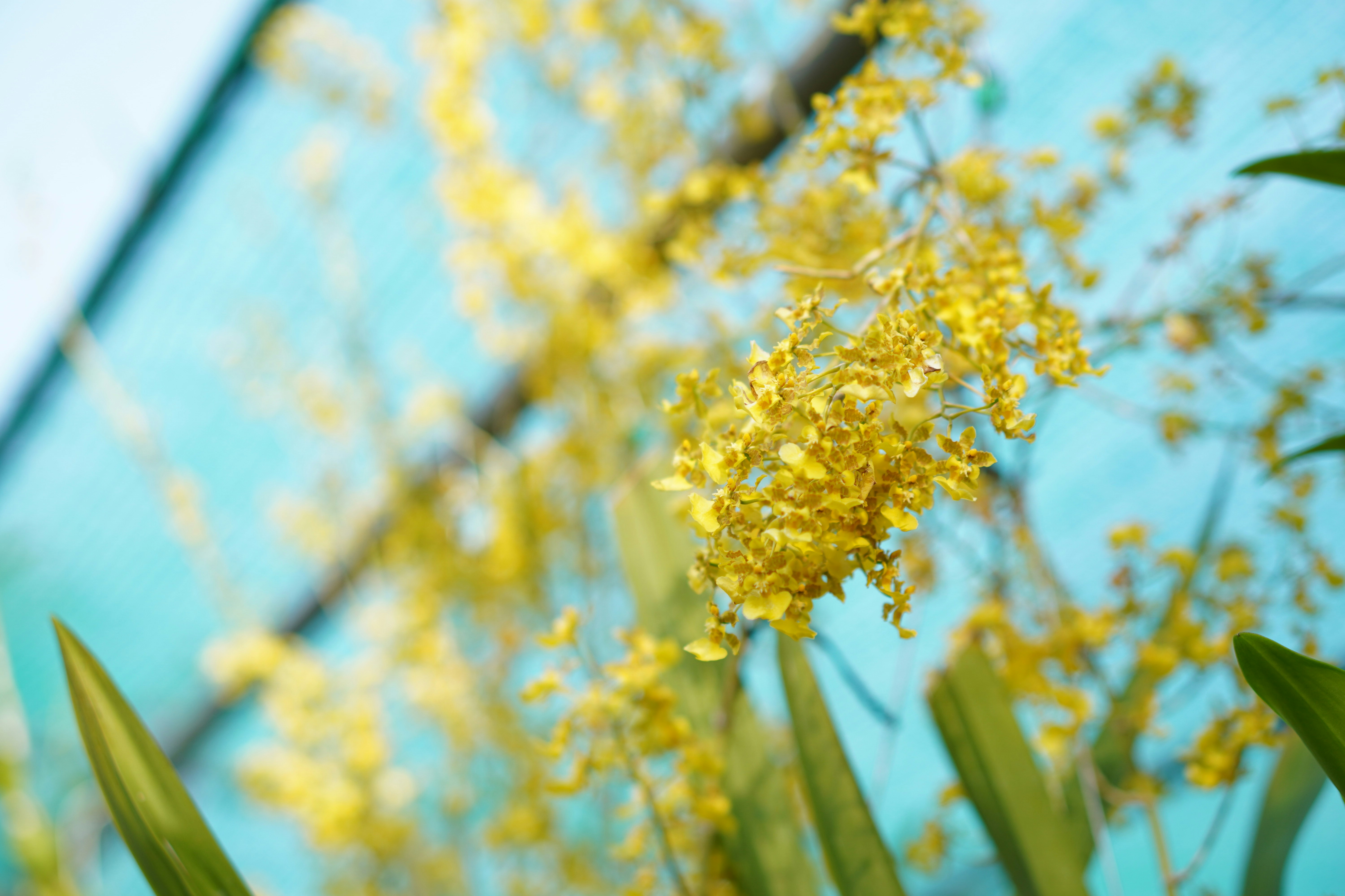 Golden Clusters Framed by a Turquoise Mesh Fence