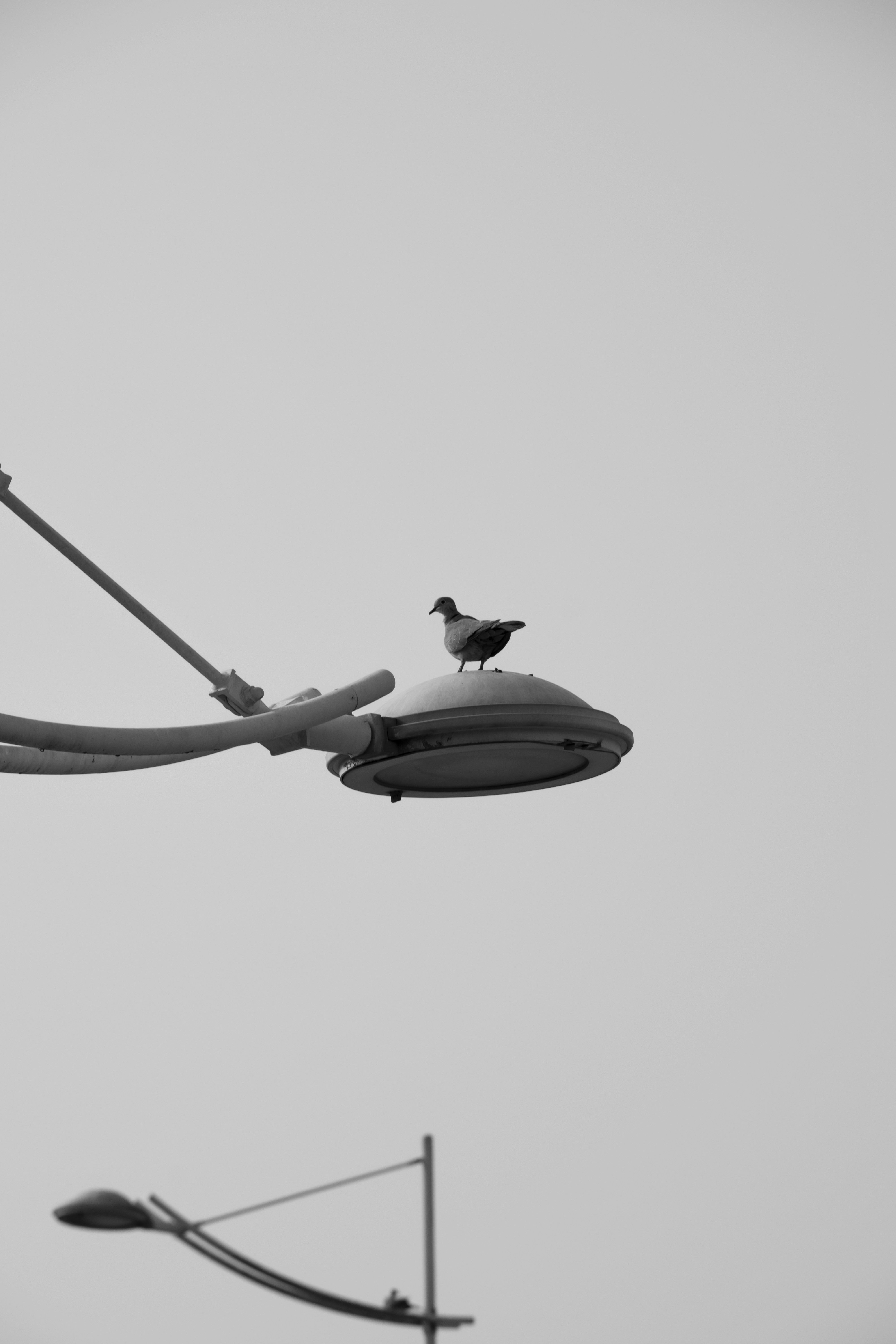 Gull on a halo: a solitary bird atop a quiet streetlamp