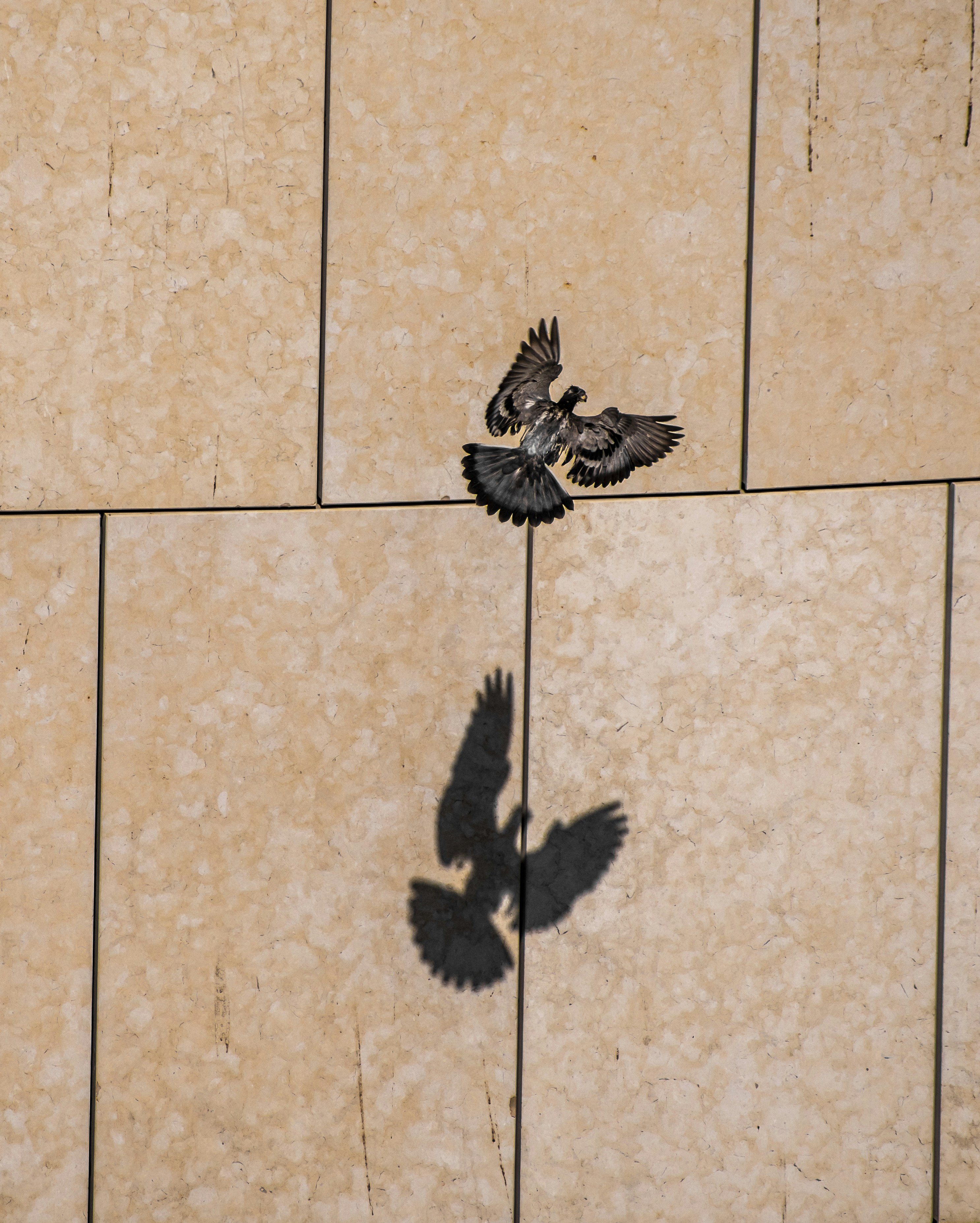 Shadow of a Spring: A Dove in Descent Over Tan Tile