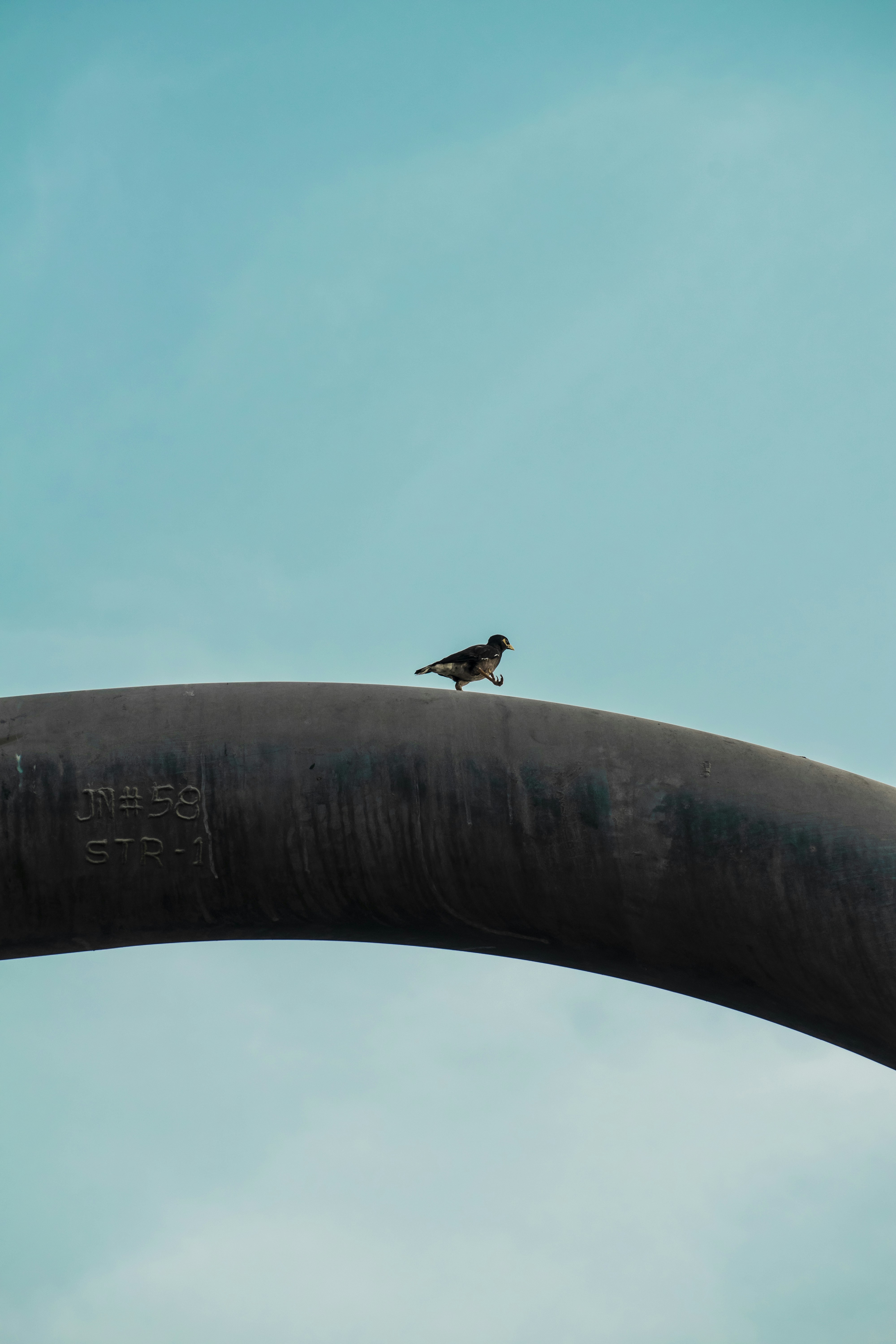 Sparrow on a rusted arch under a vast turquoise sky