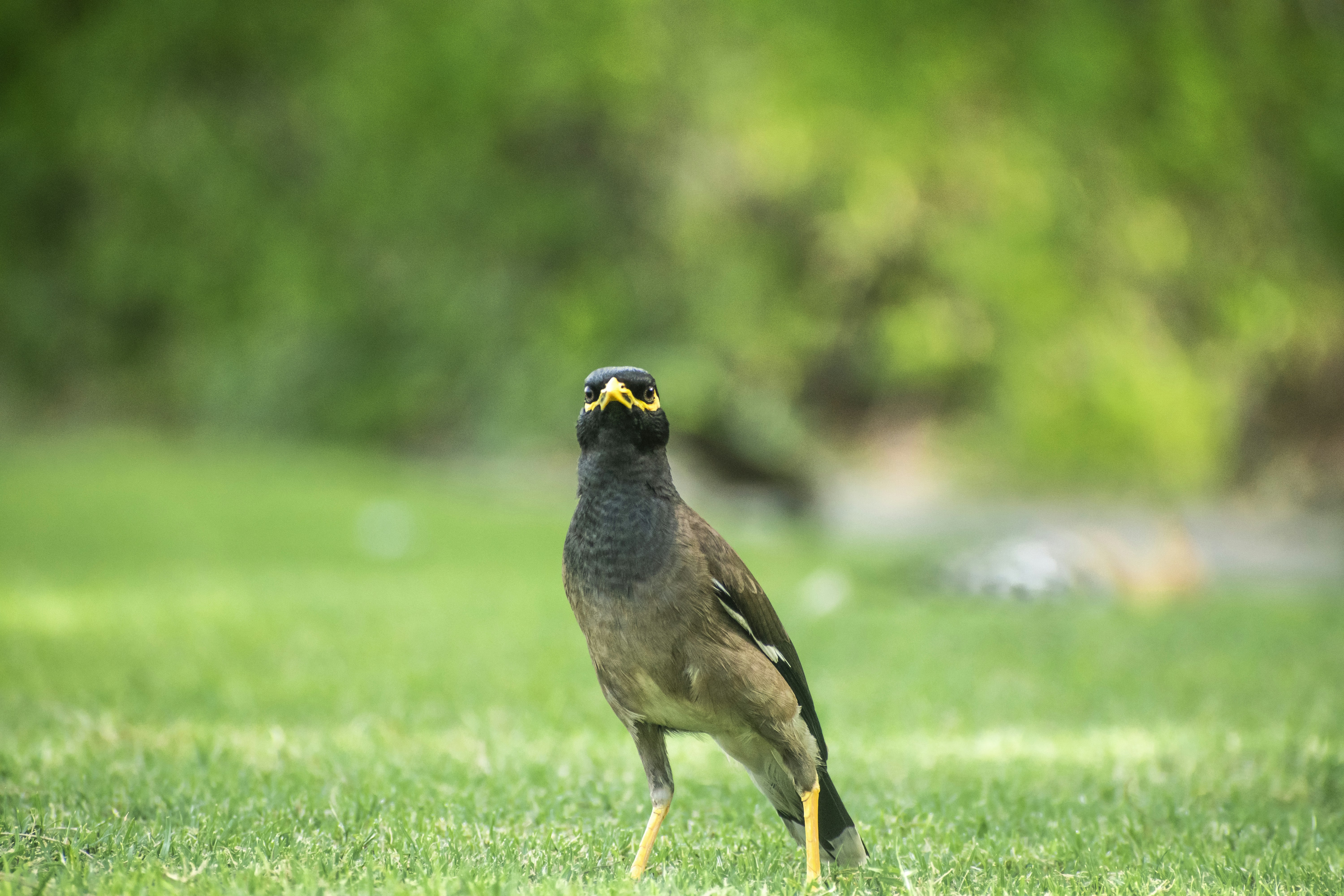 a bird with a yellow beak standing in the grass
