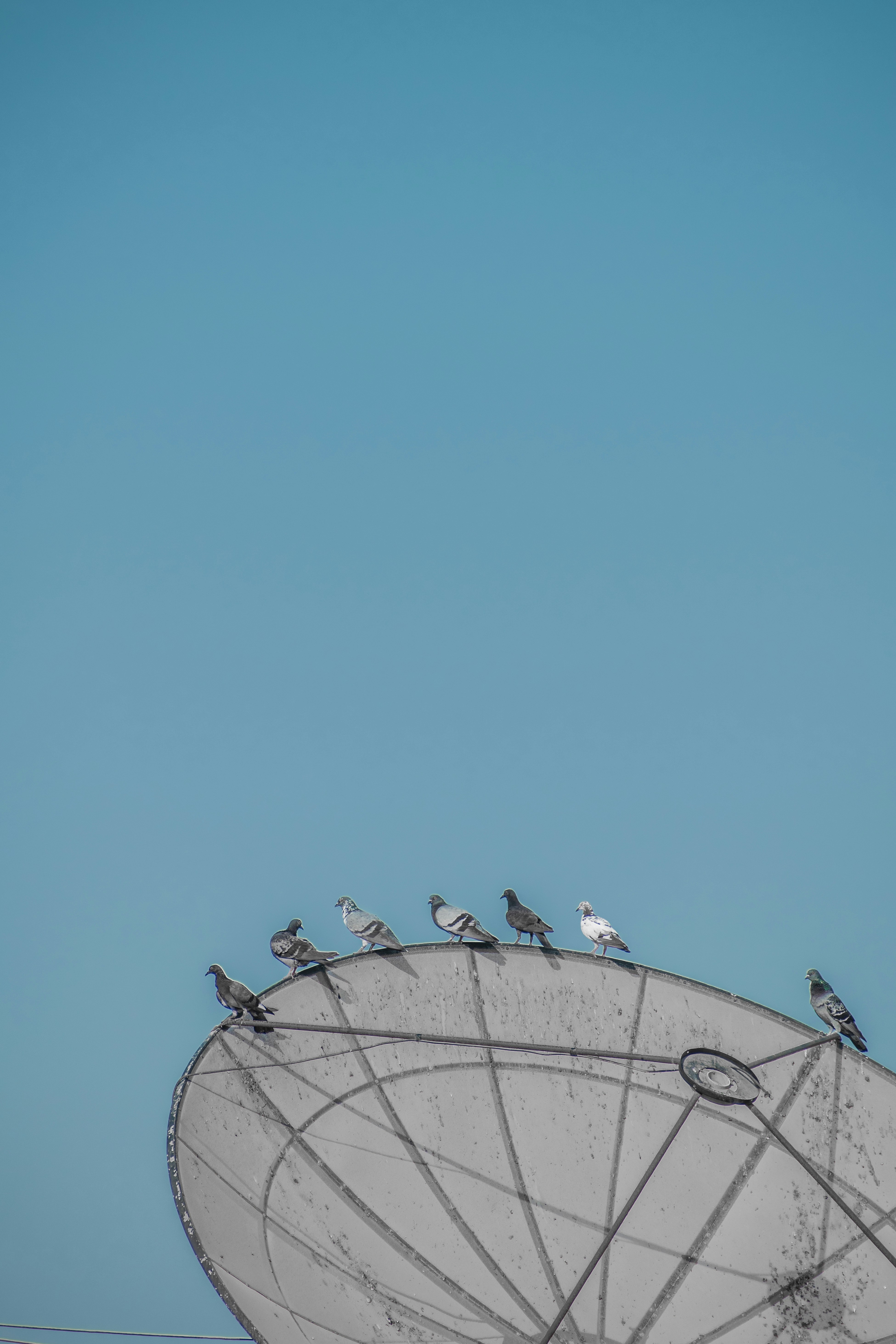 Seagulls perched along the rim of a satellite dish under a cobalt sky