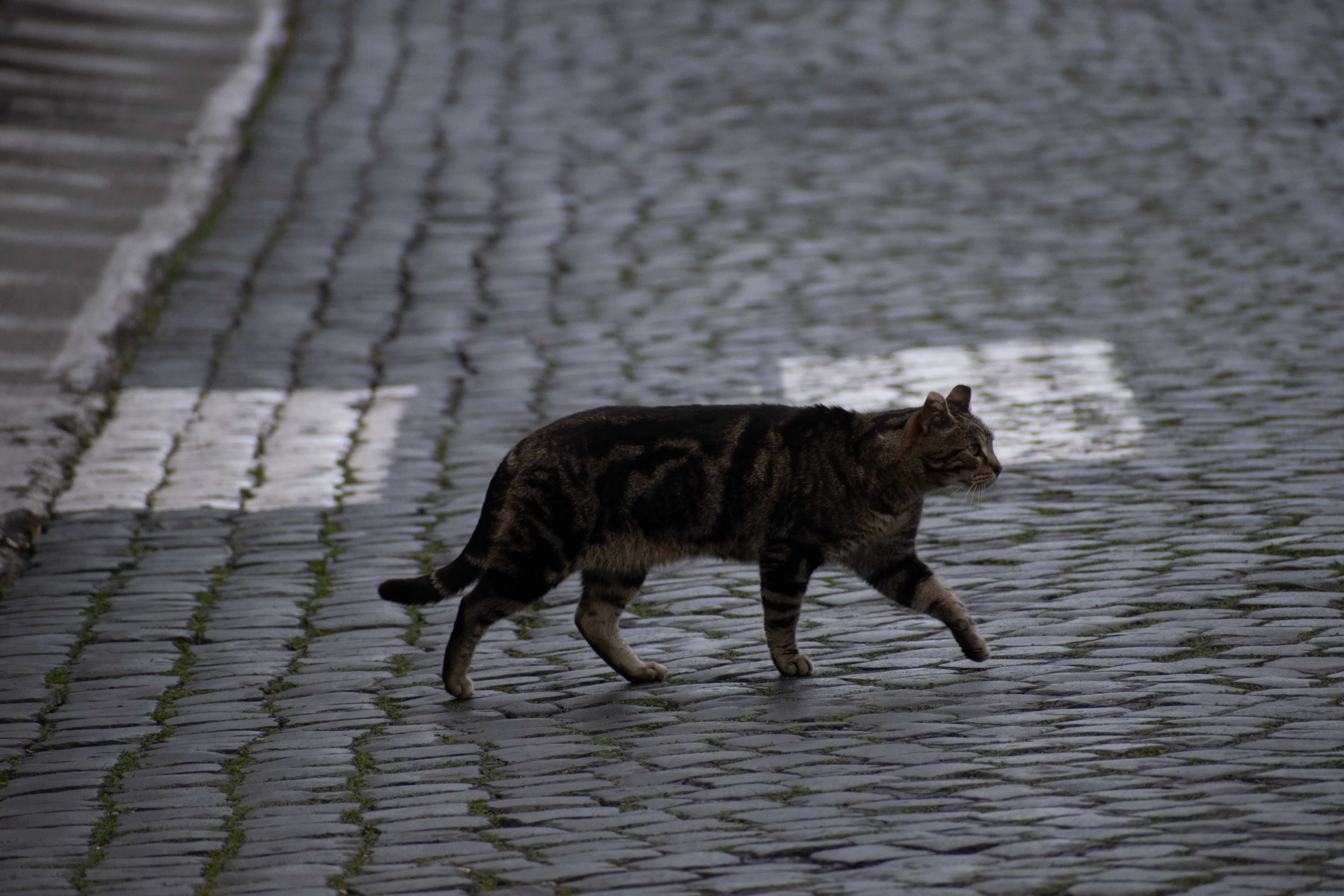 Mid-Stride Tabby Across Rain-Washed Cobblestones at Dusk