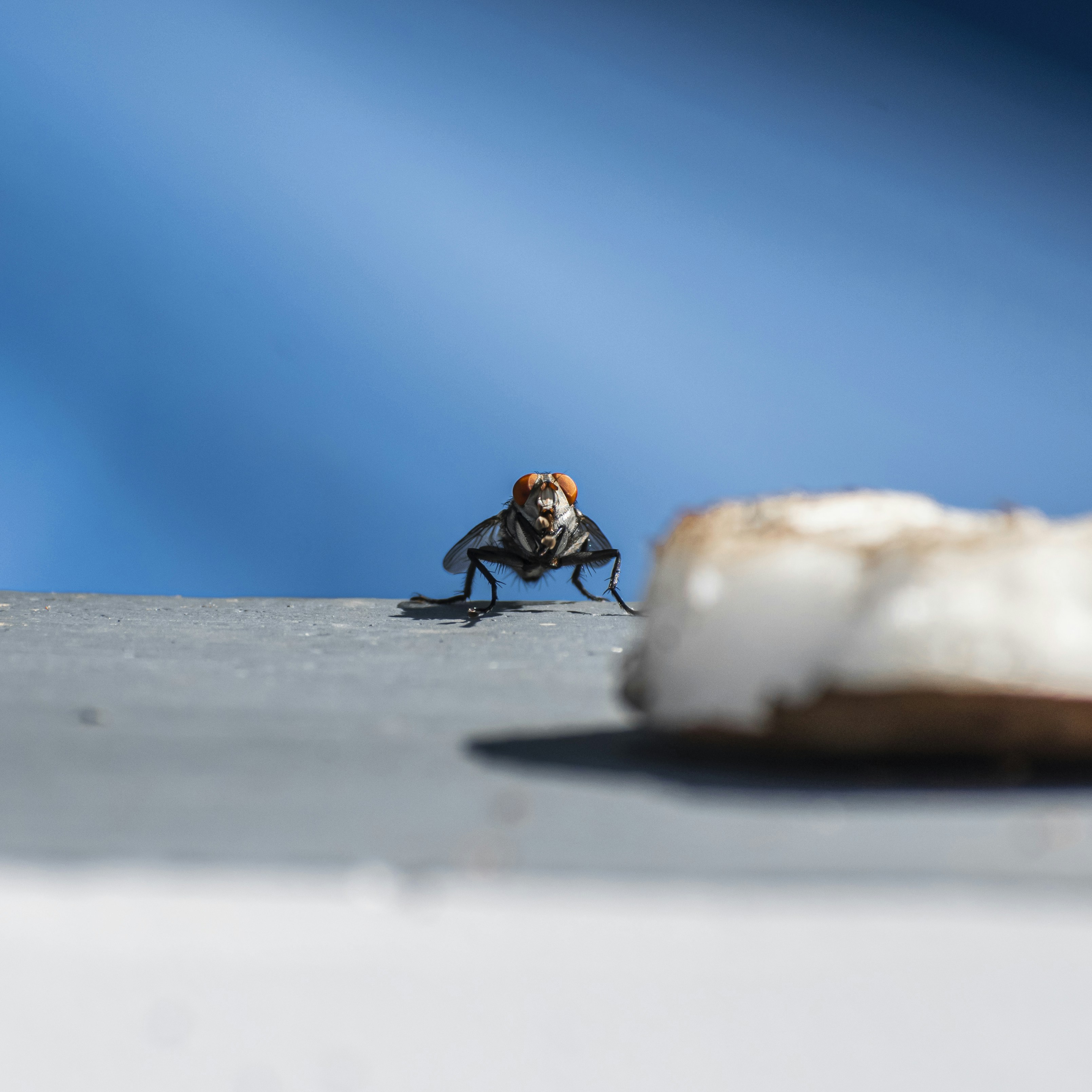 A fly sitting on top of a table next to a donut photo – Free Animal ...