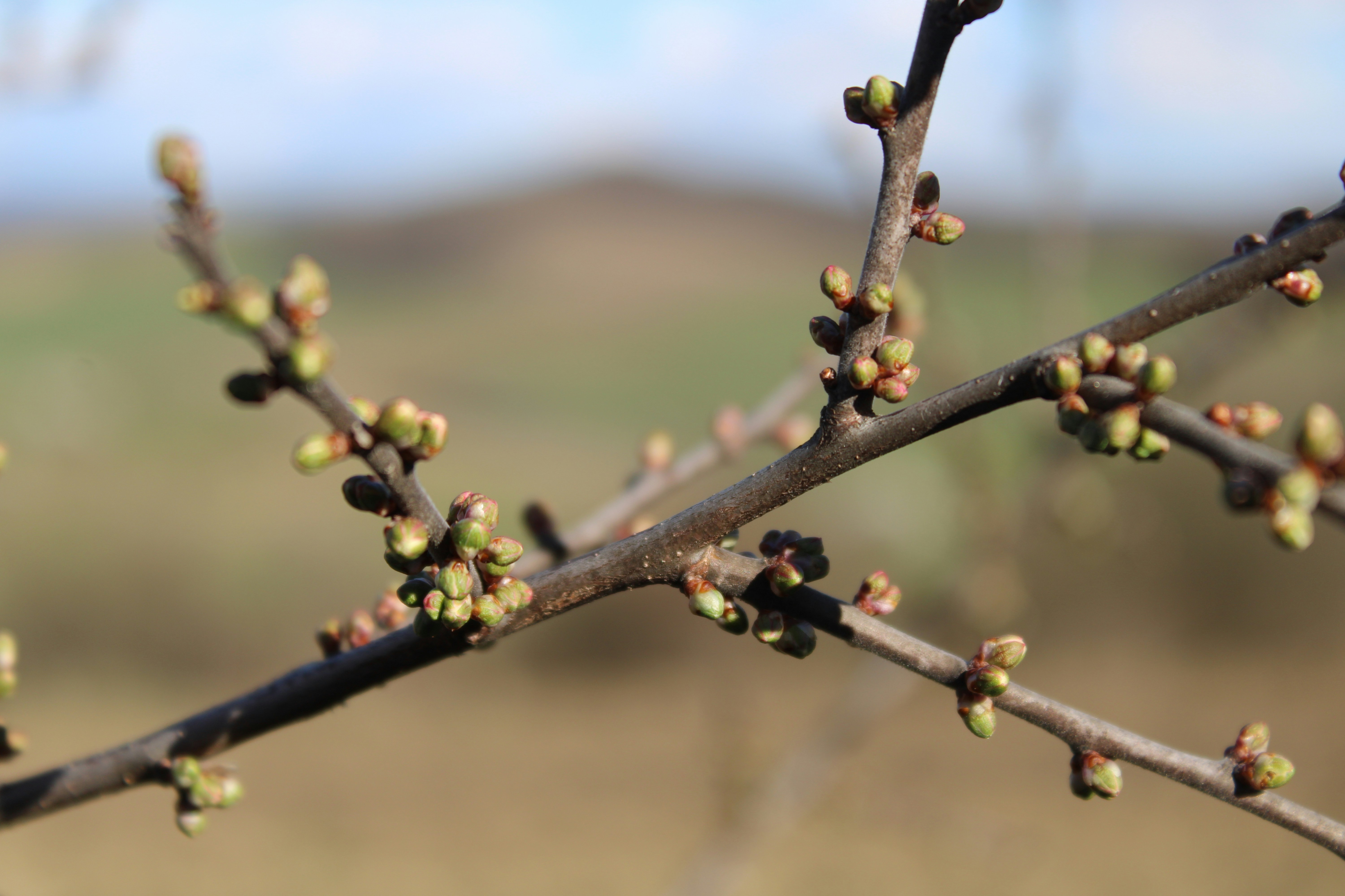 A close up of a tree branch with buds photo – Free Spring Image on Unsplash