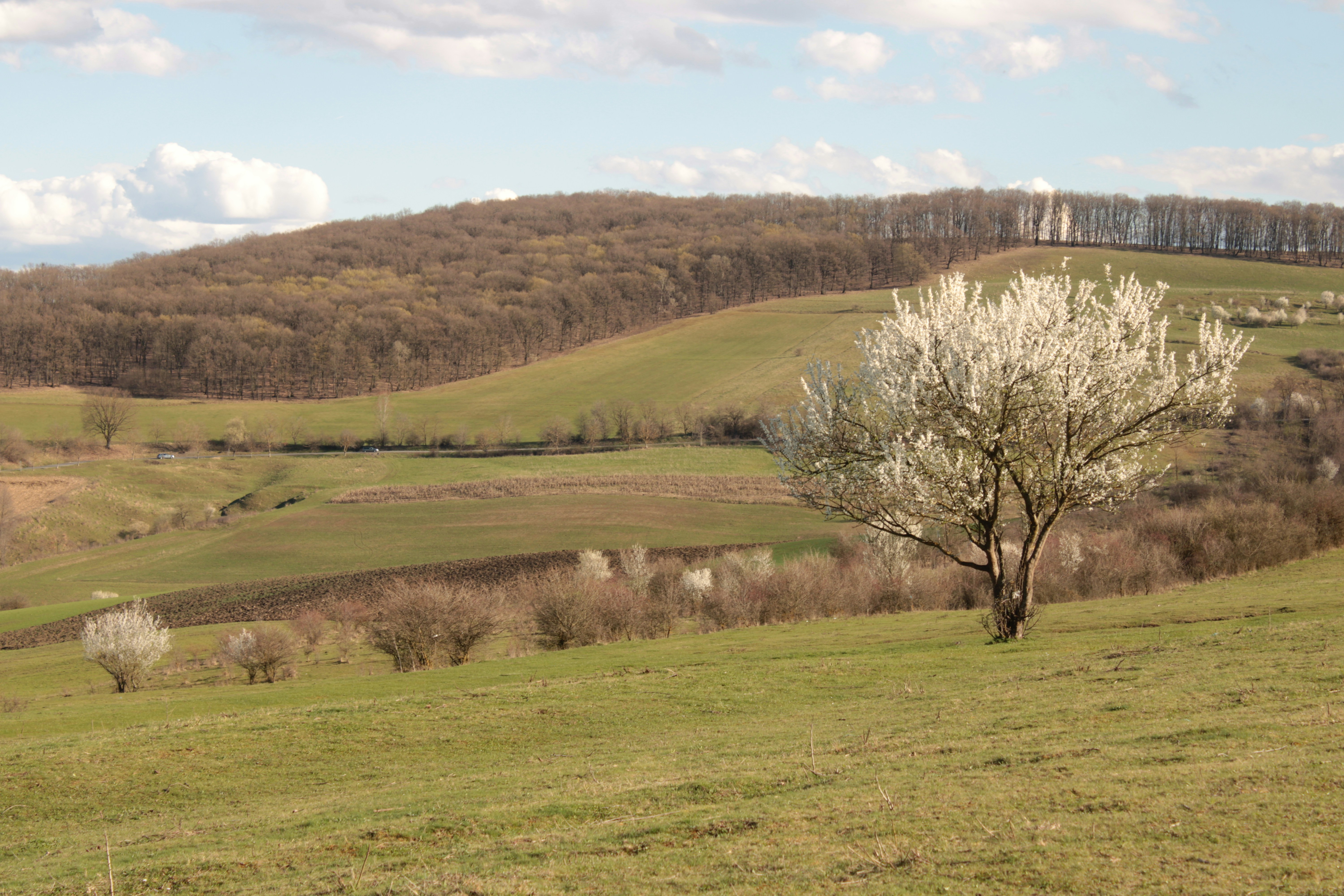 Spring Trees Pictures | Download Free Images on Unsplash