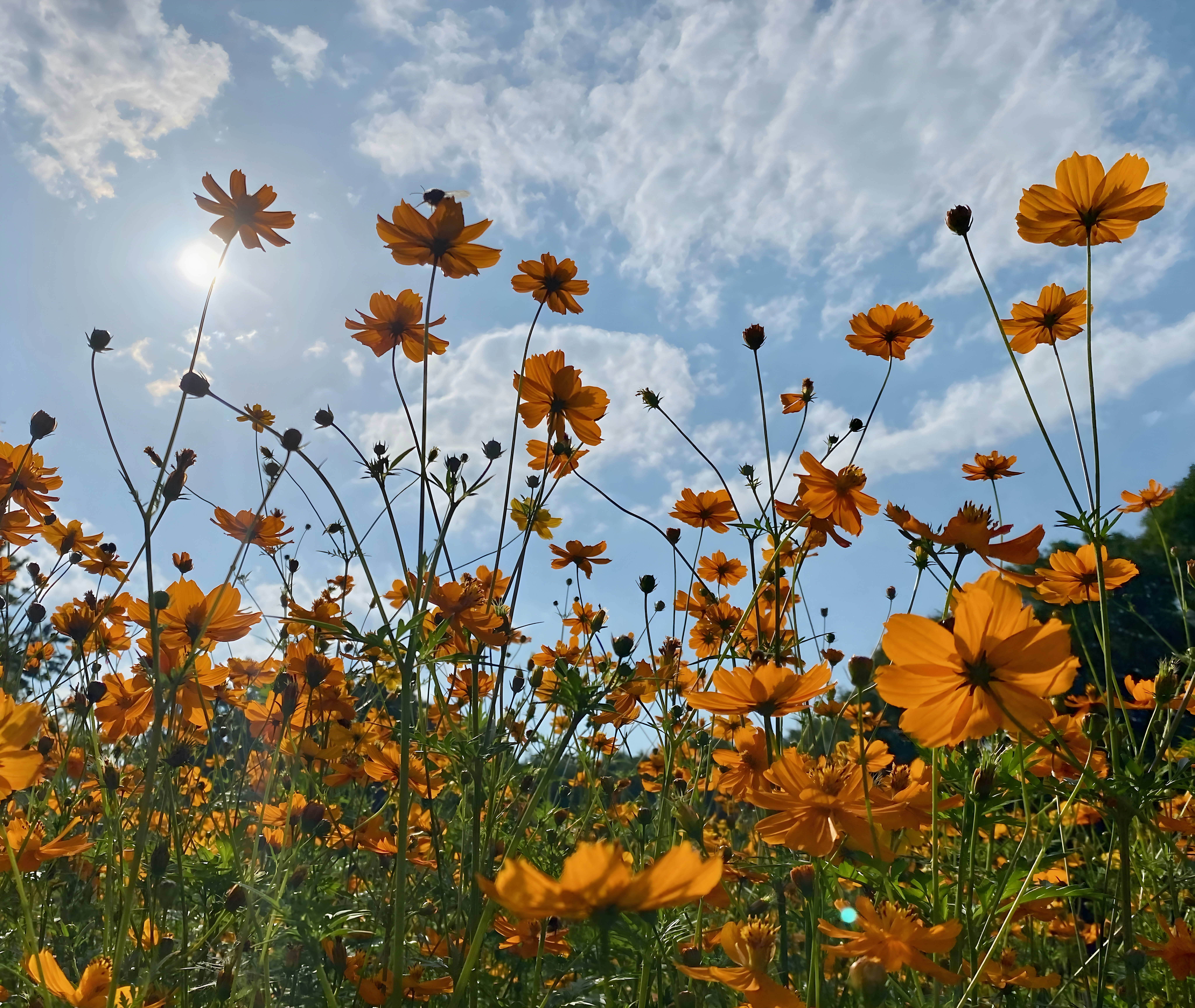 Flowwer Pictures | Download Free Images on Unsplash