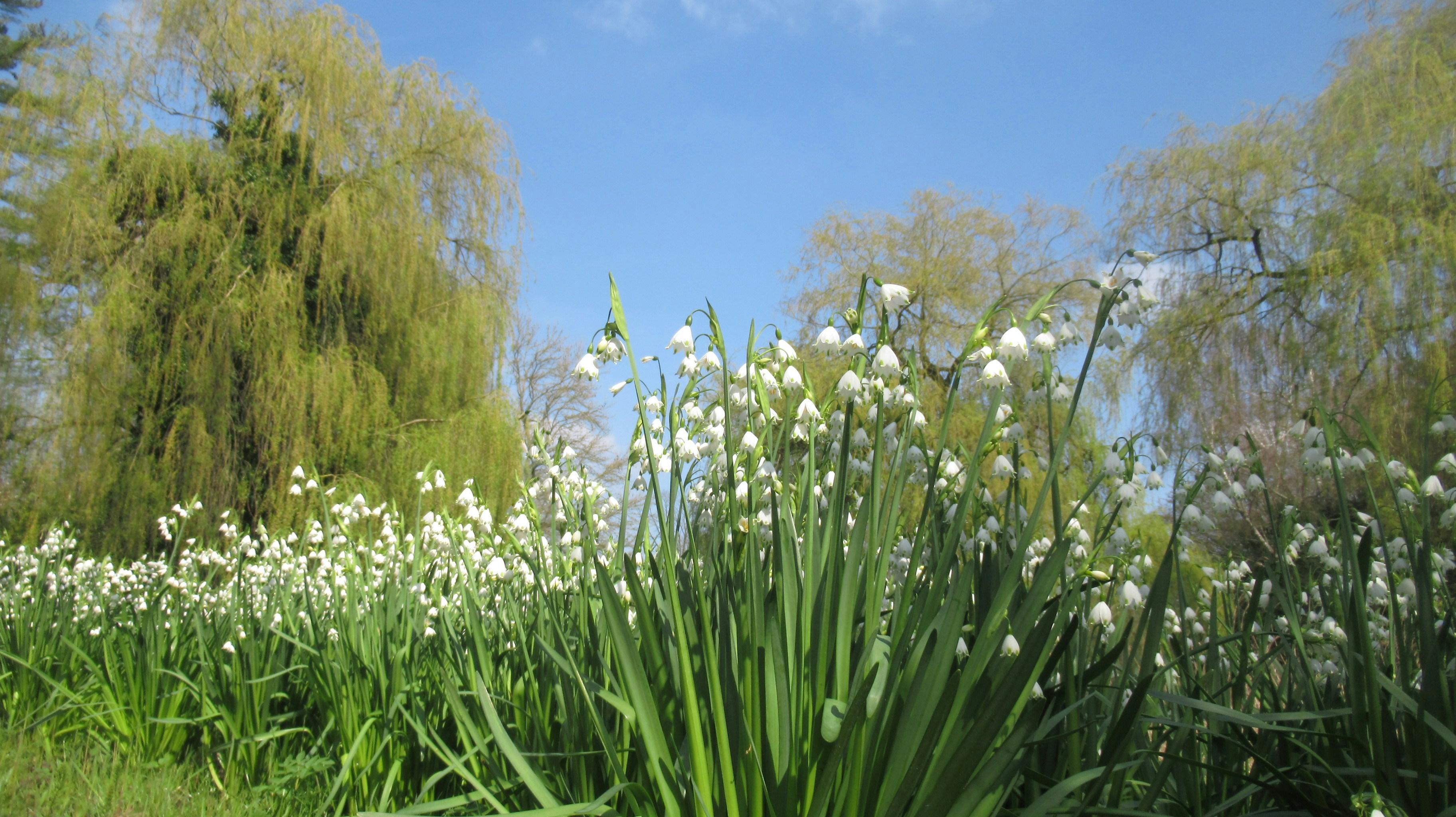 White flowers bloom amidst lush green grass under a clear blue sky.