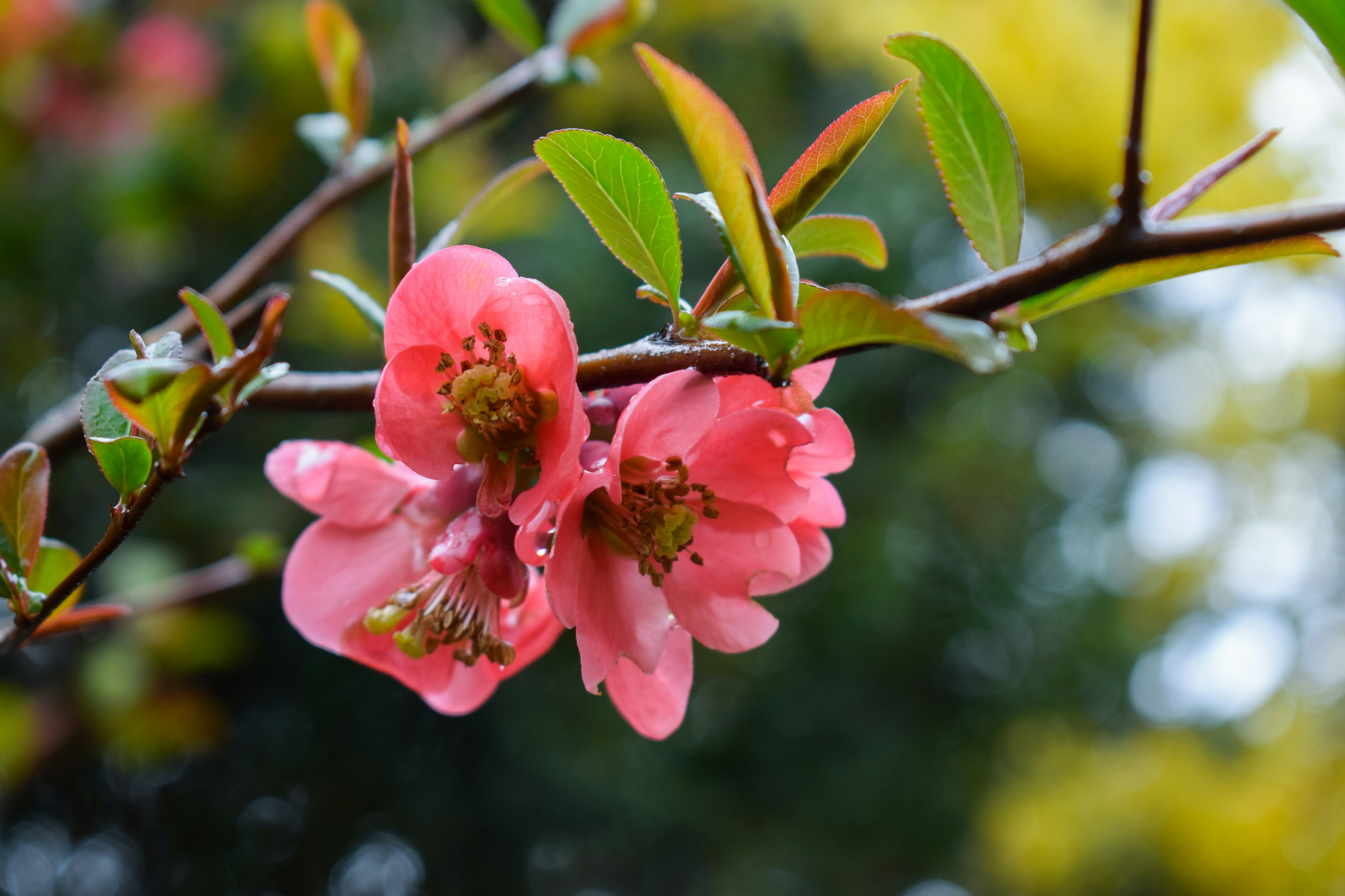 Blush Petals on a Quiet Branch, Framed by Velvet Bokeh