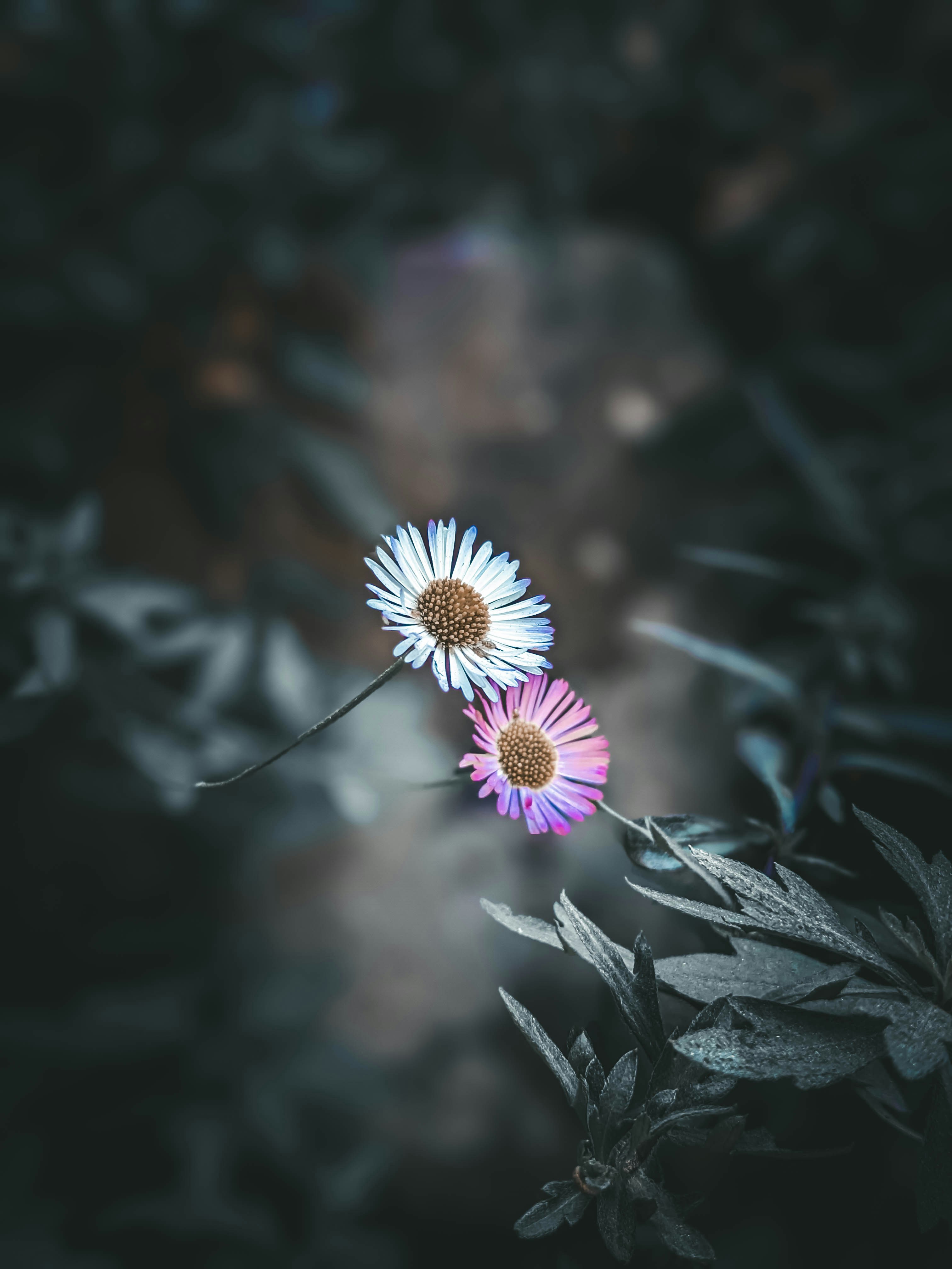 a couple of flowers sitting on top of a lush green field