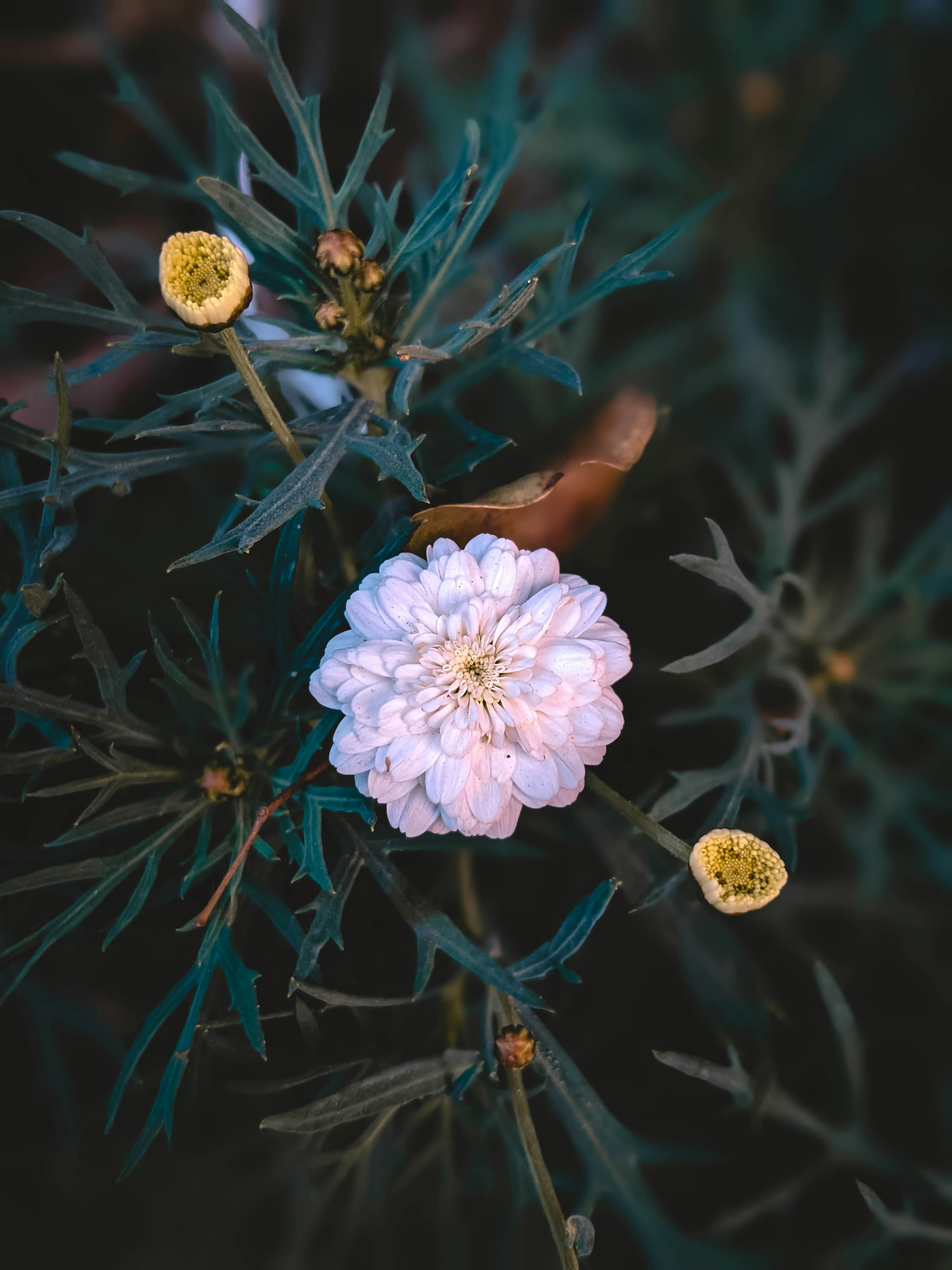 Delicate white flower surrounded by green foliage and budding blooms, showcasing nature's intricate beauty.
