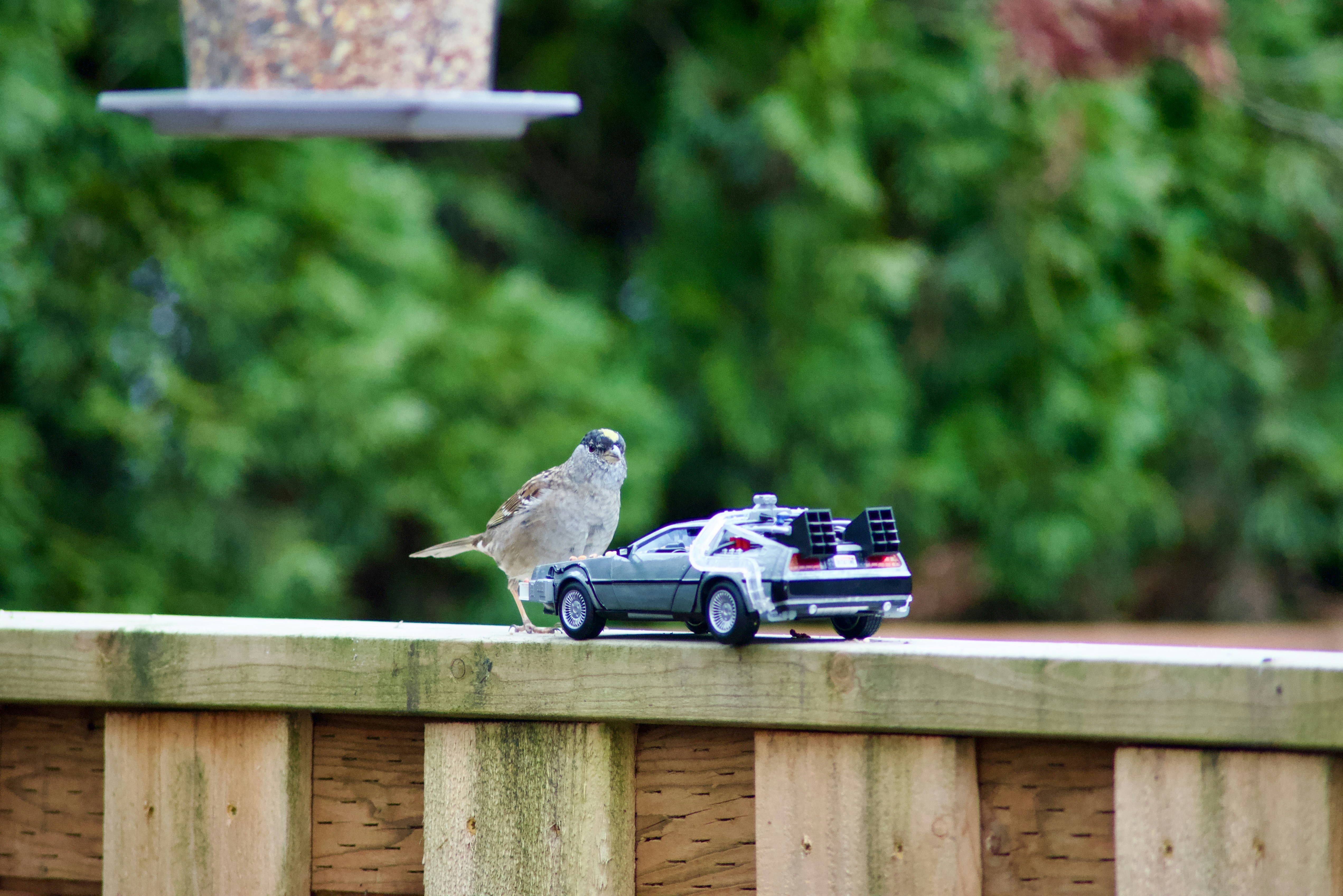 A golden-crowned sparrow getting in the way