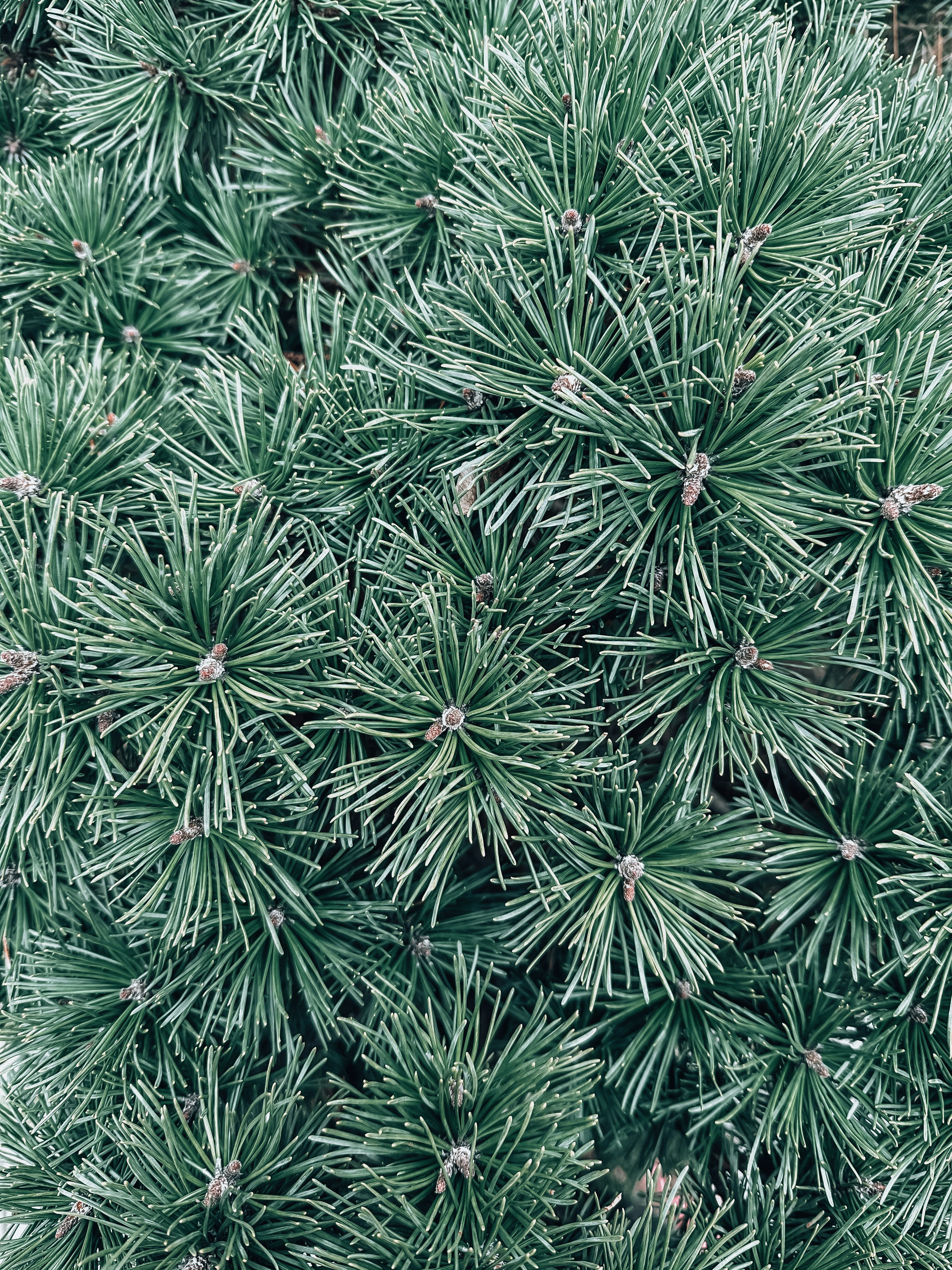 Emerald Rosette: a dense field of spiky pine clusters