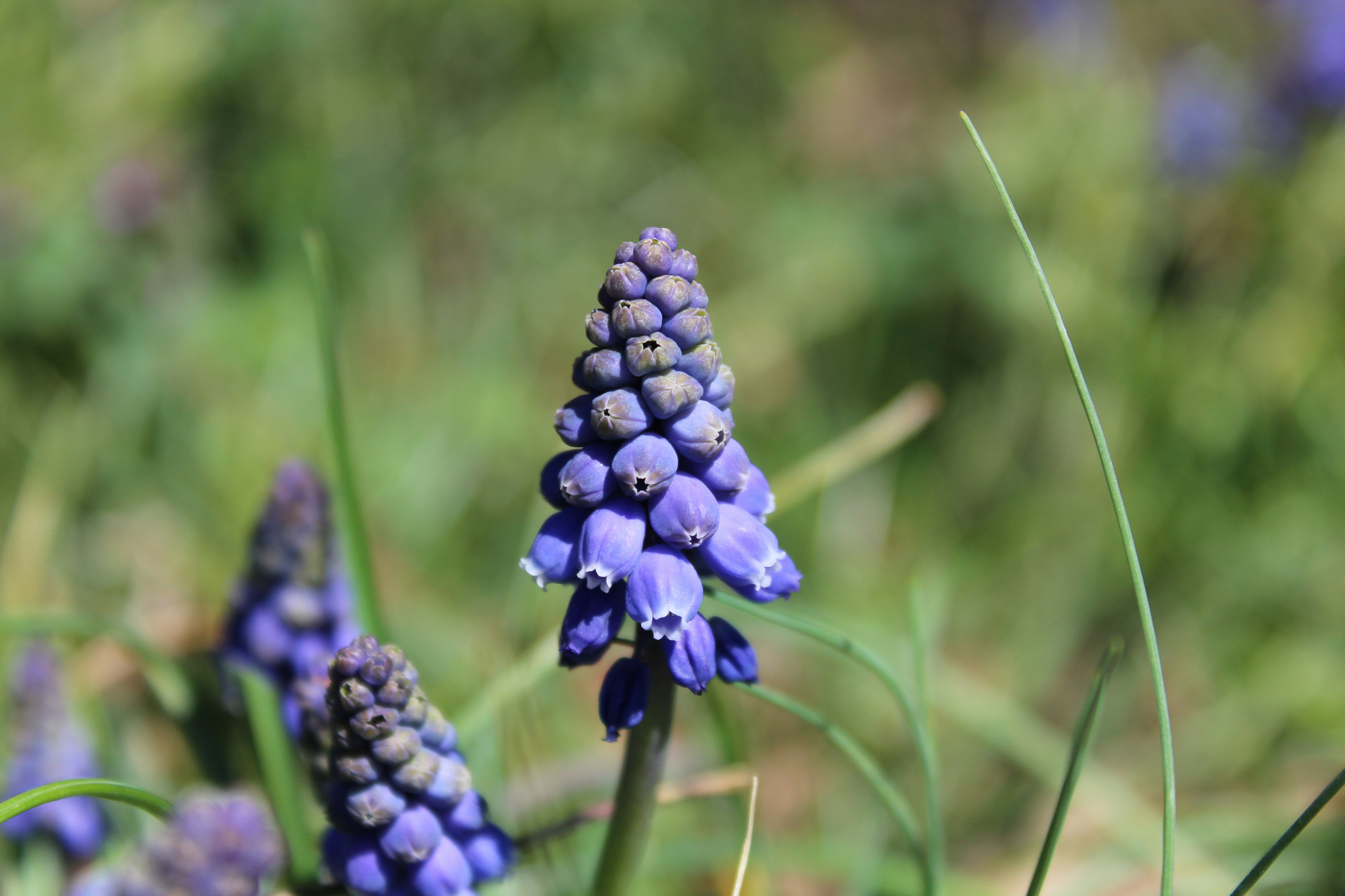 Vibrant cluster of grape hyacinth flowers standing tall amidst green grass. The delicate blooms showcase a beautiful gradient of purple hues.
