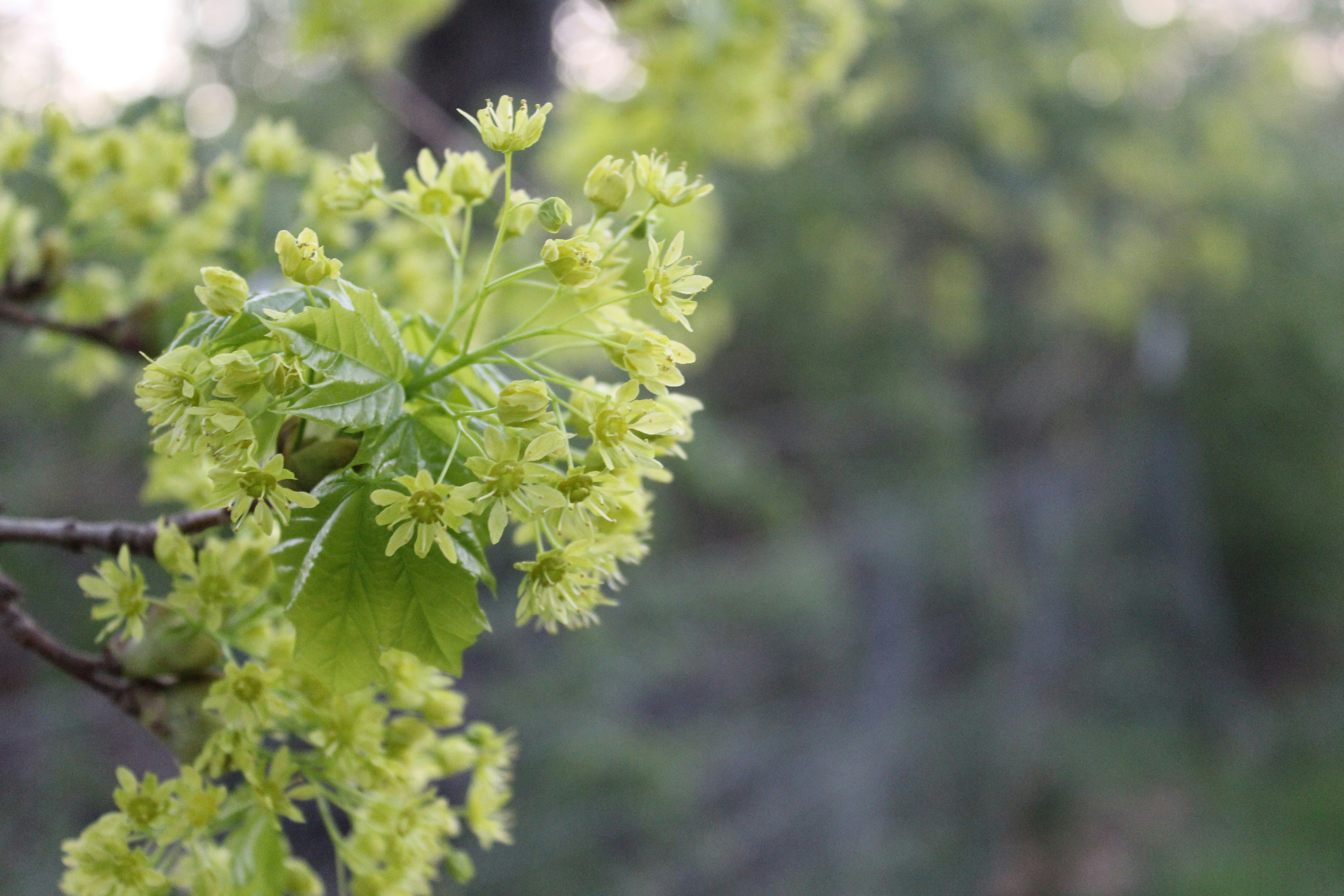 Emerging Greenery: Nature's Early Bloom
