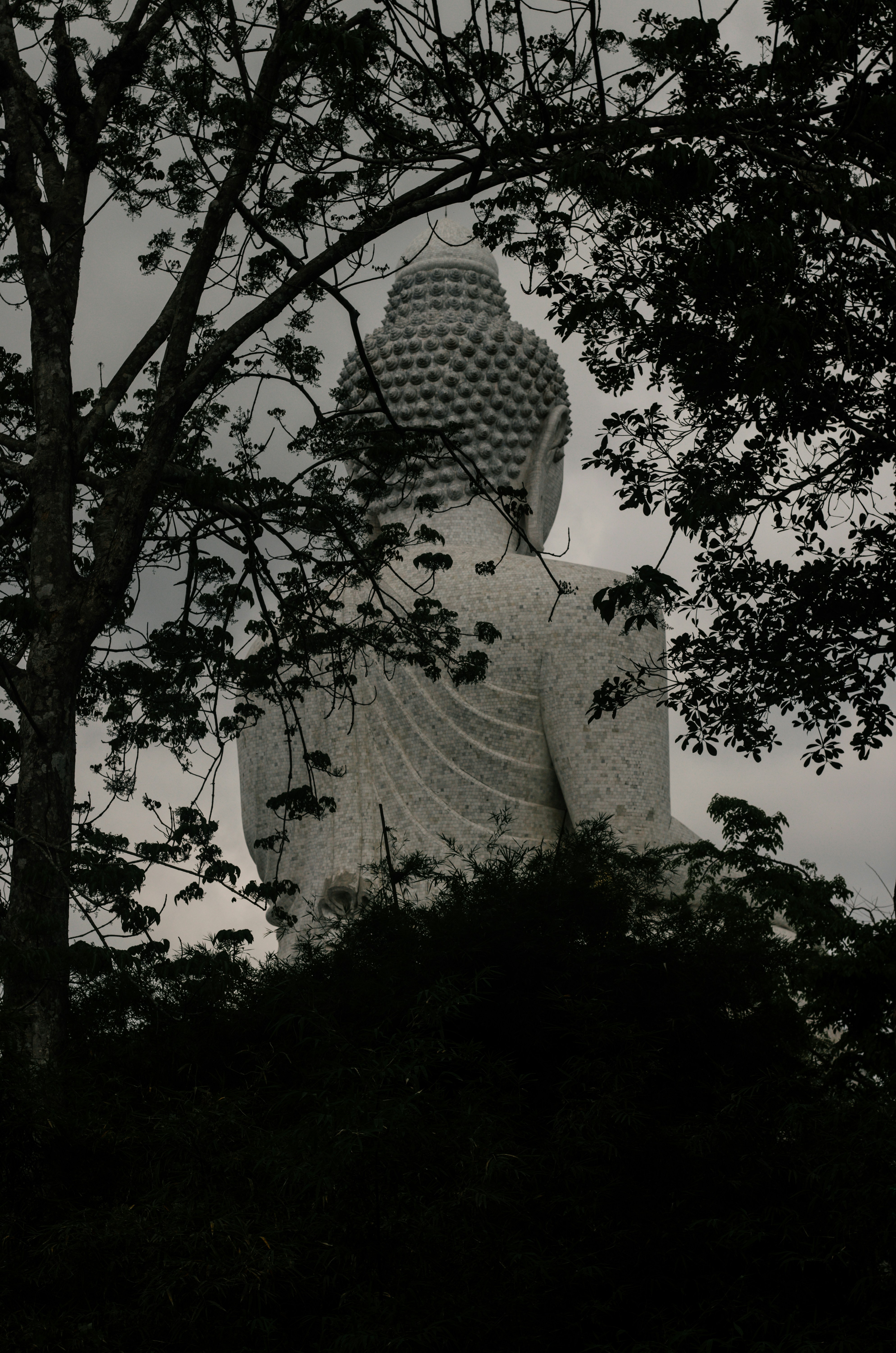 Silent Guardian Amidst Nature's Embrace