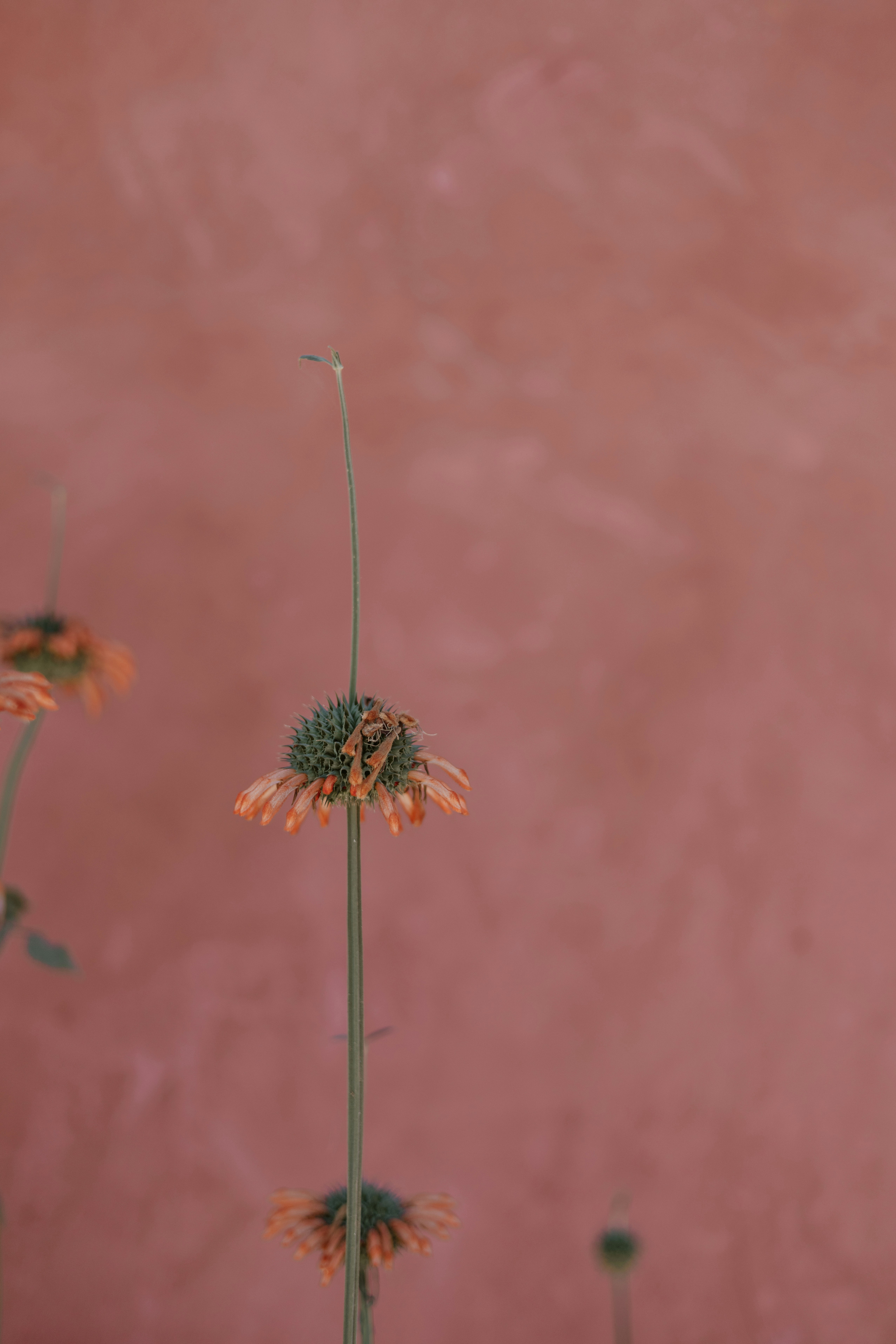 Coneflower on a Rosy Canvas: A Quiet Close-Up