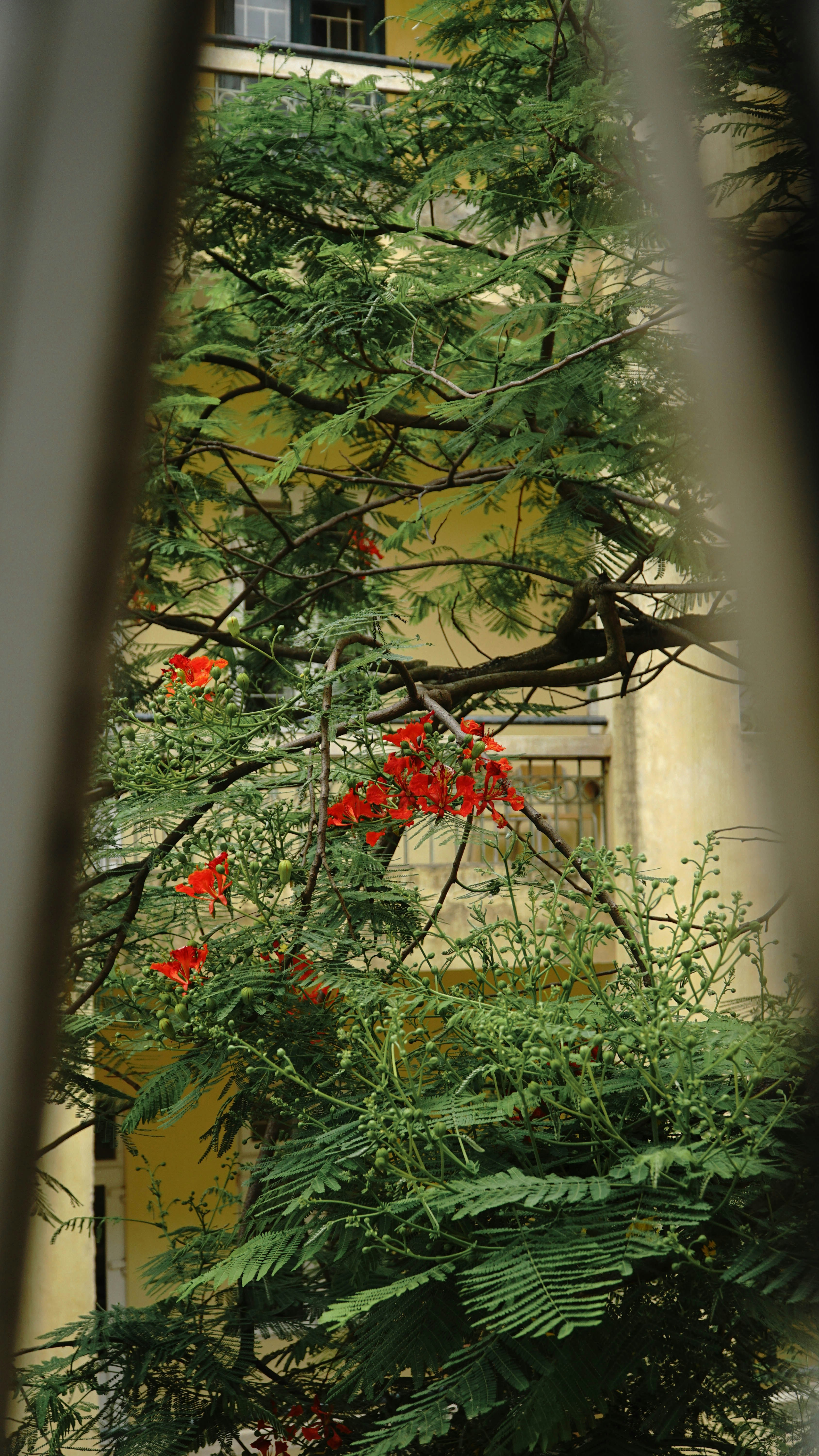 Crimson Blooms Framed by Ferns in a Sunlit Courtyard