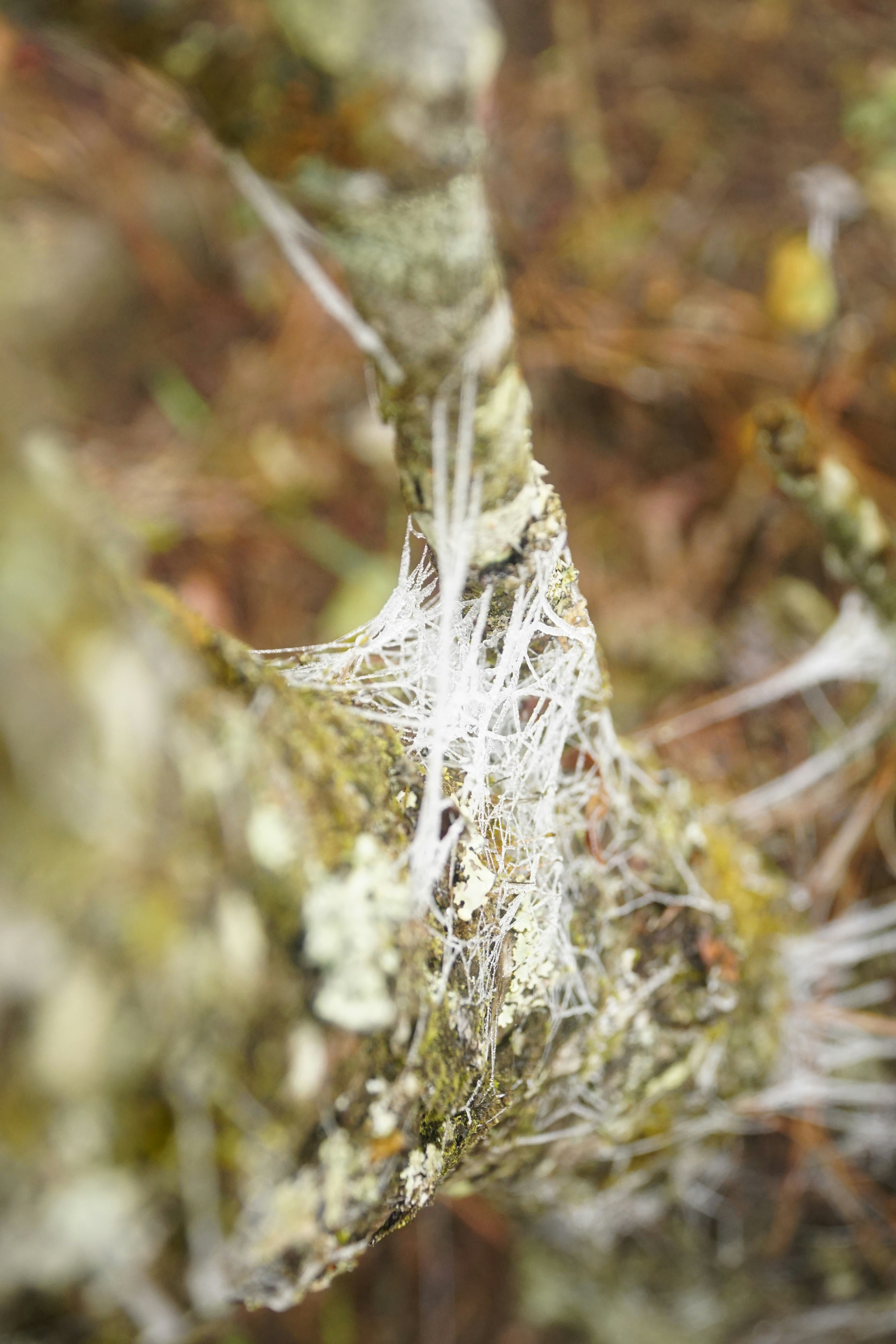 Silk in Focus: Spiderweb Framed by Lichen on Mossy Bark