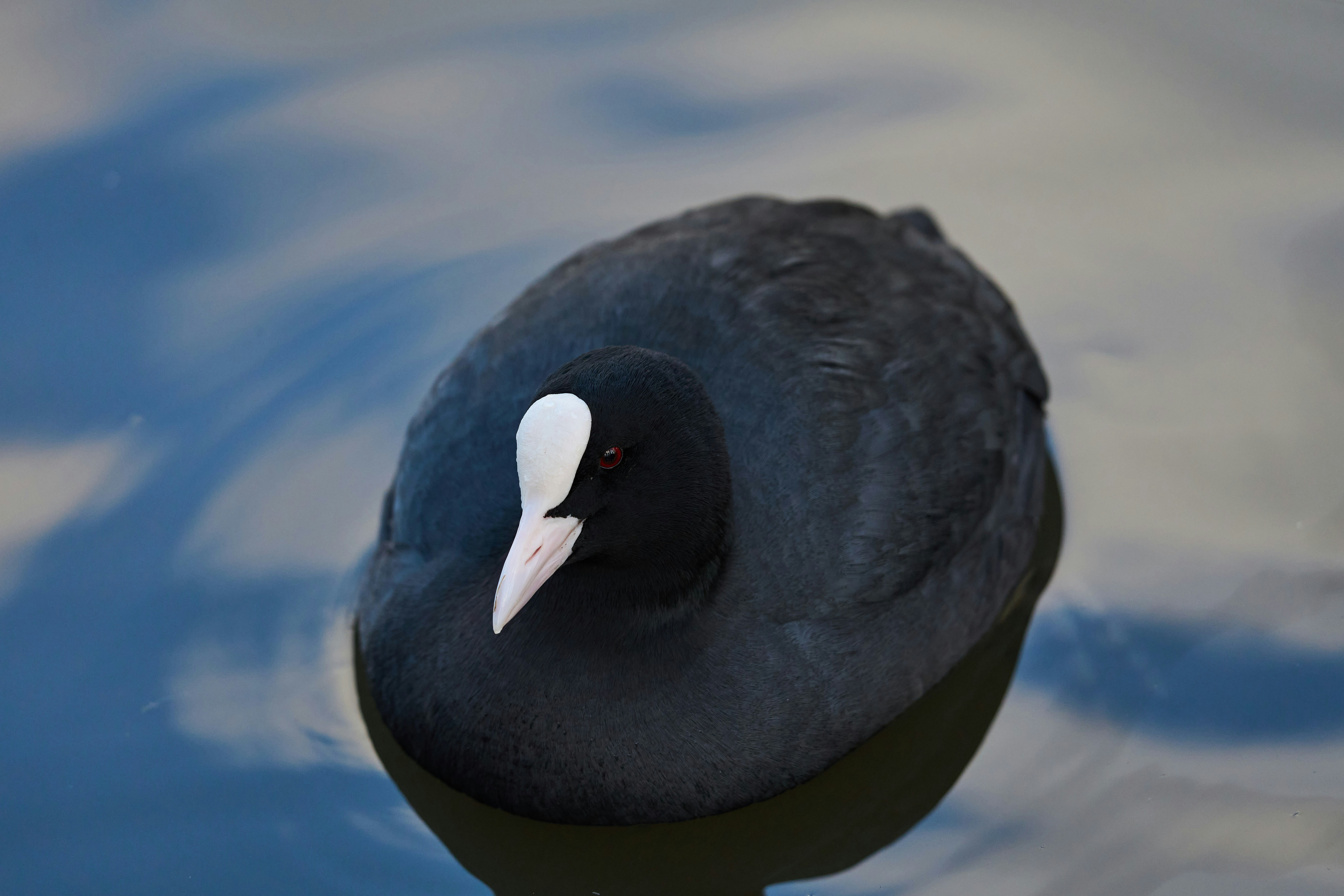 White Beak on Indigo Water: A Close-Up of a Coot