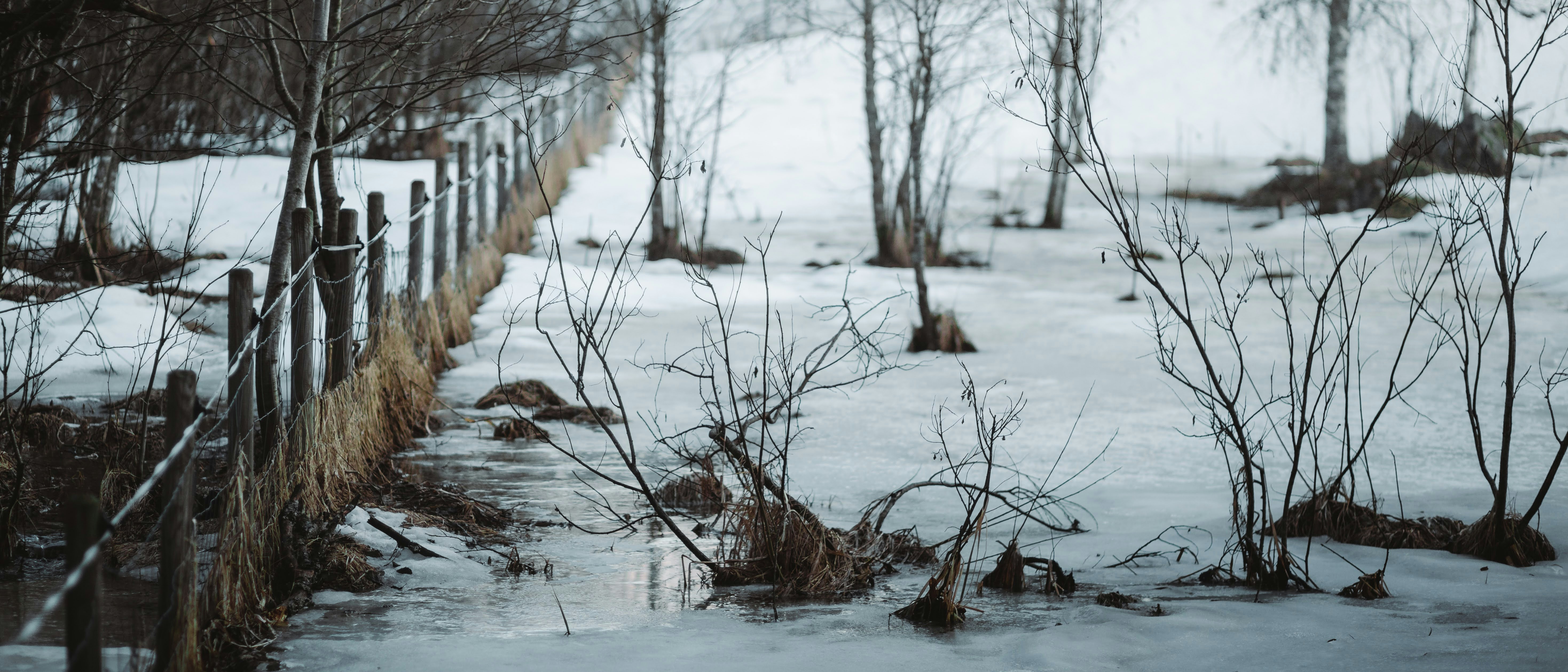 Snow-covered path bordered by a wooden fence and leafless trees in a winter landscape.