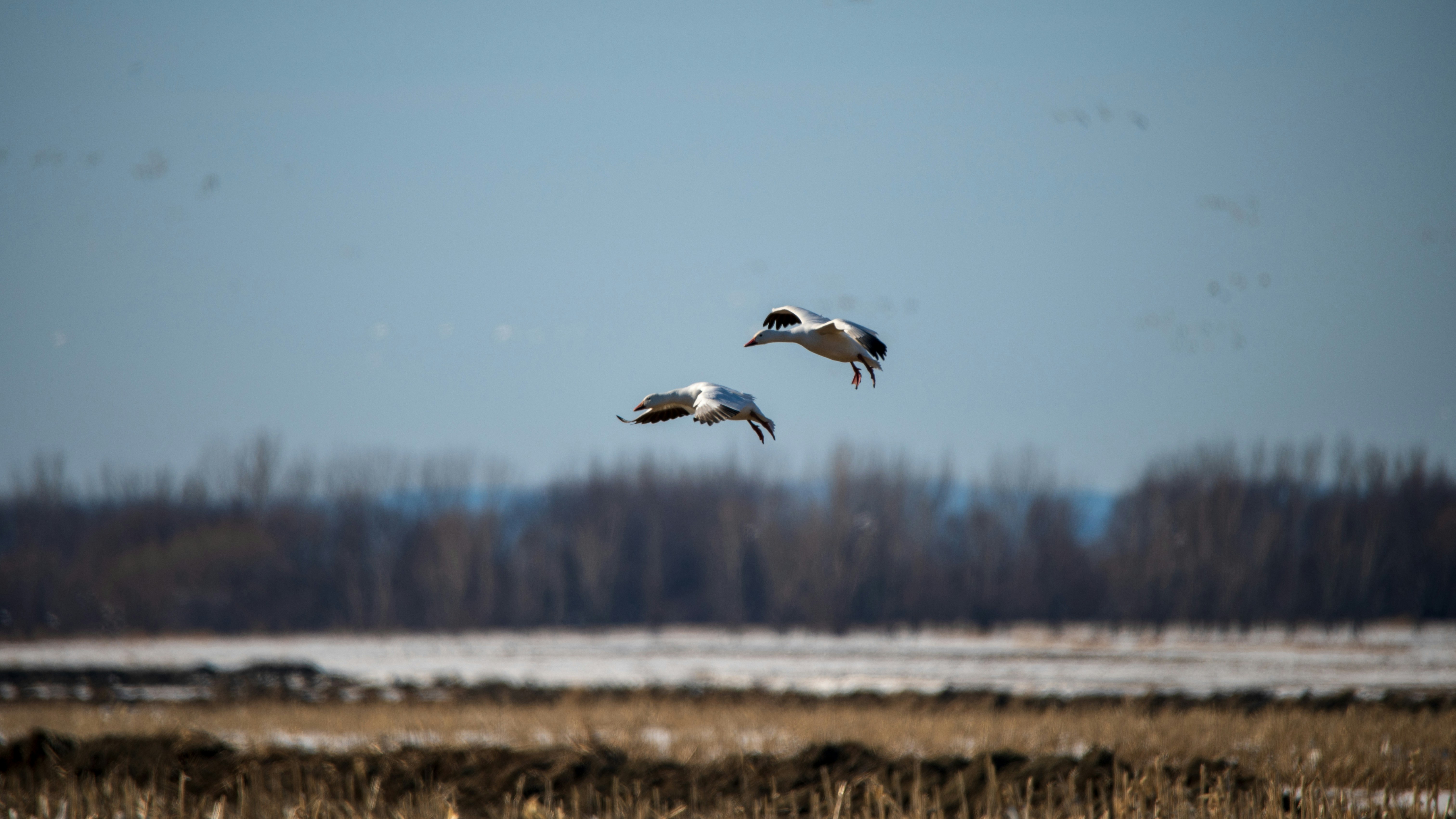 a couple of birds flying over a dry grass field