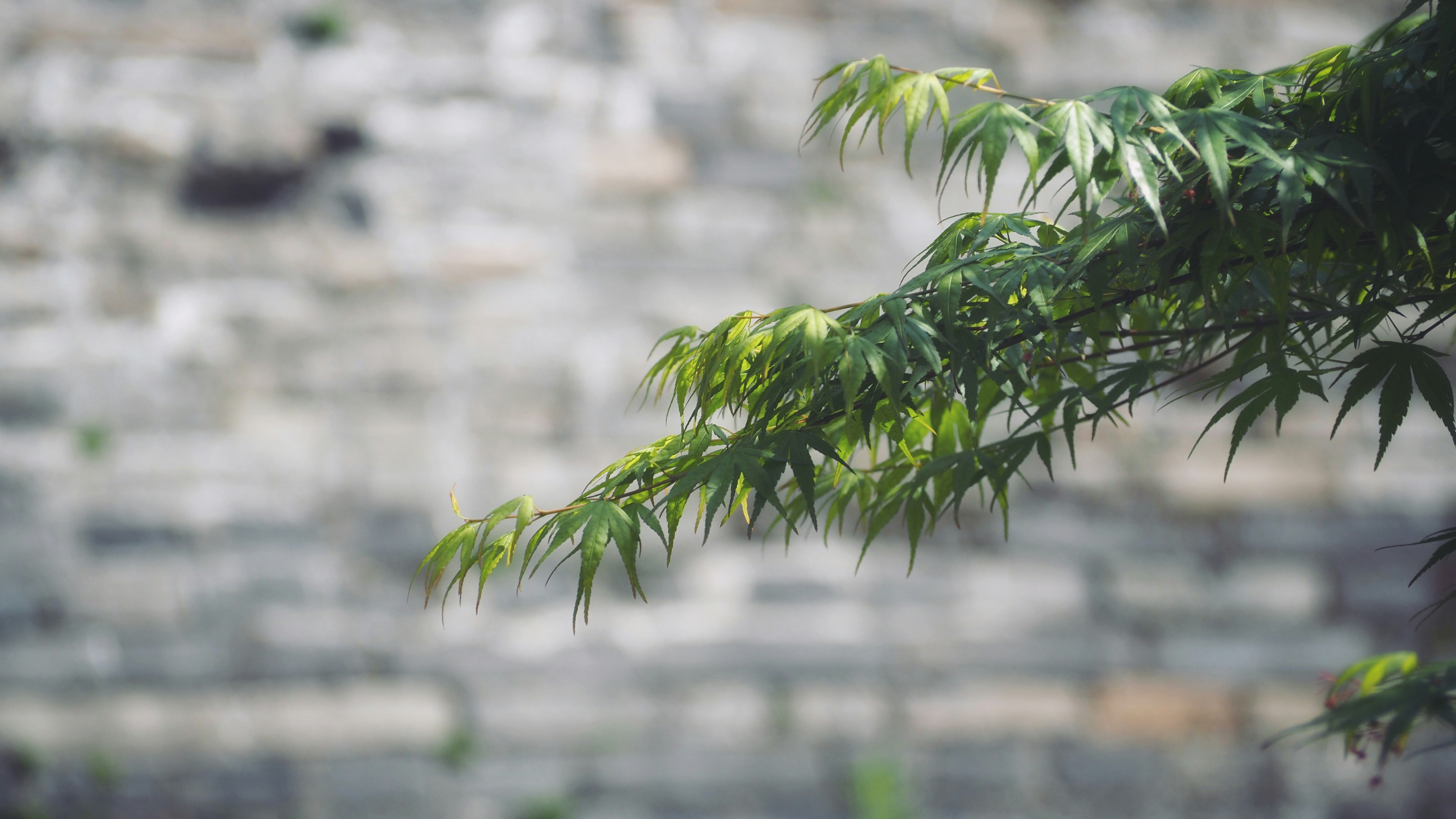 Emerald Fronds Framed by Weathered Stone
