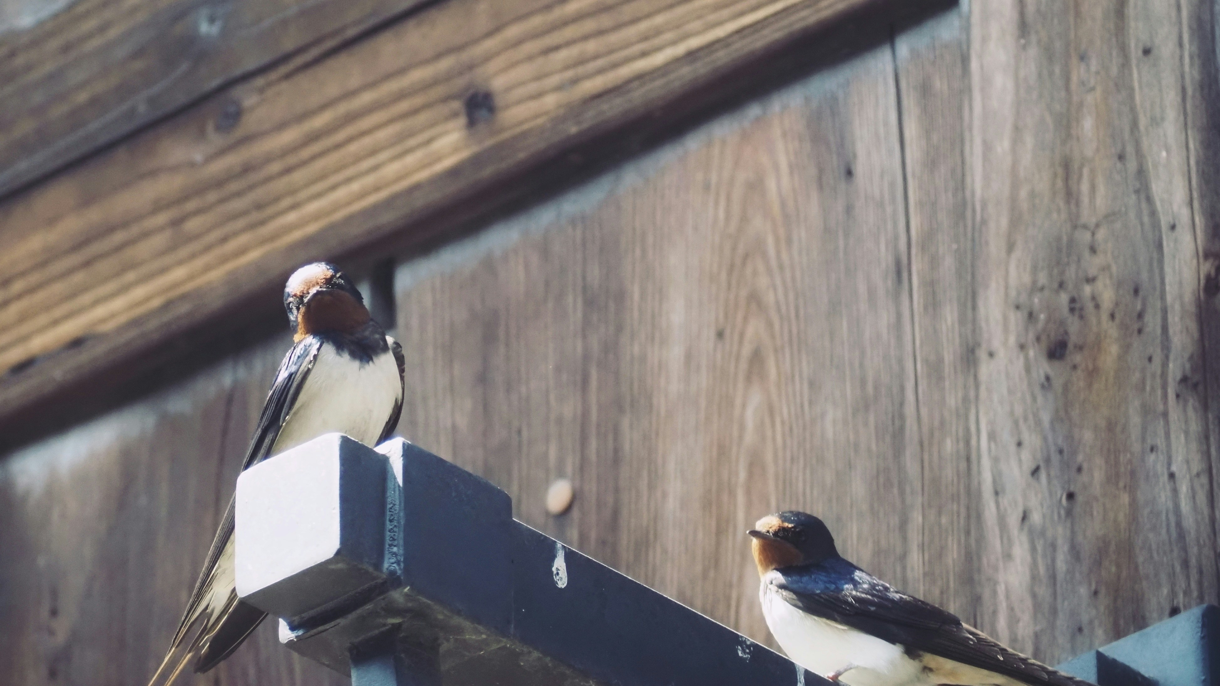 Duo of Barn Swallows Perched on a Weathered Beam
