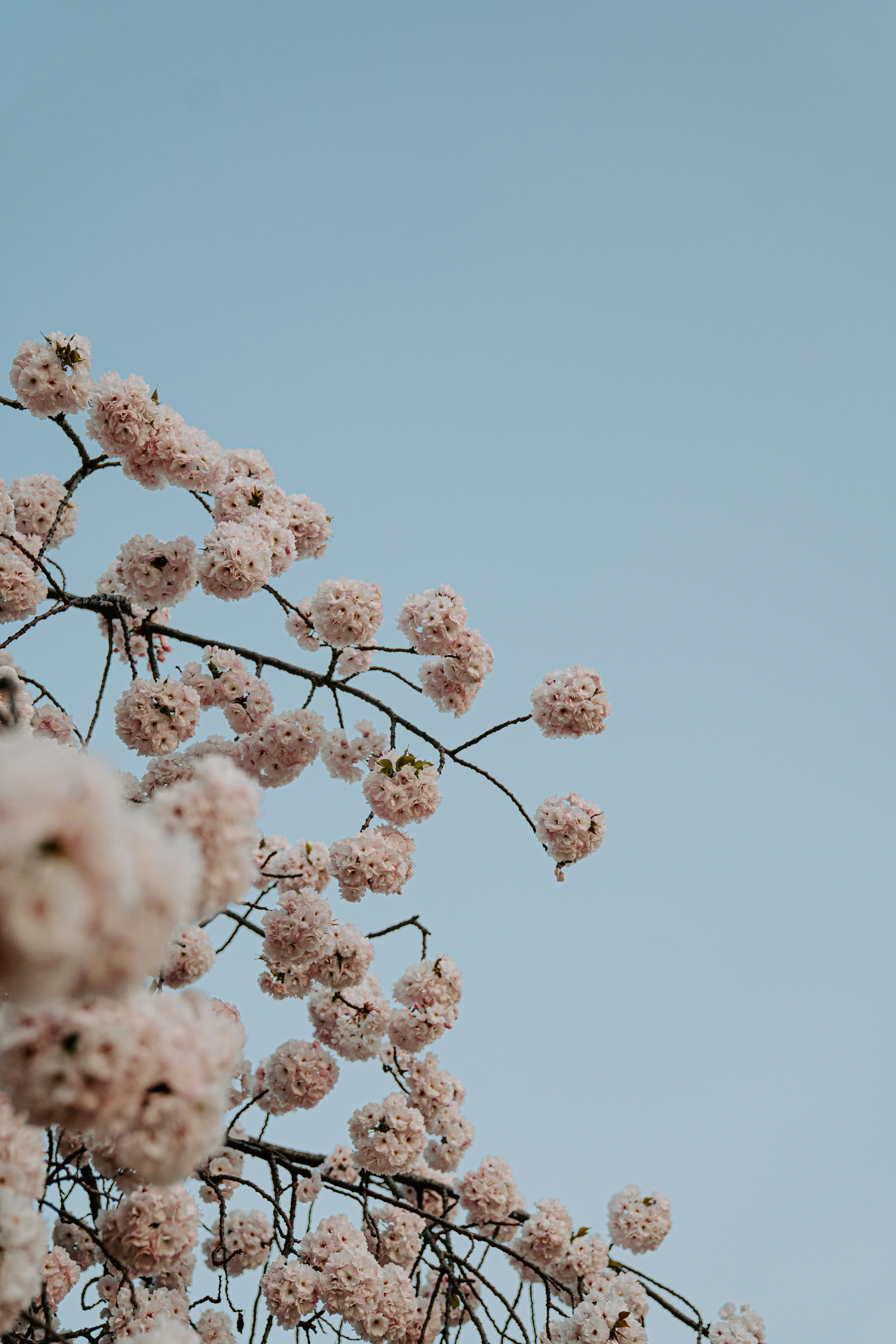 A tree filled with lots of pink flowers photo – Free Japan Image on ...