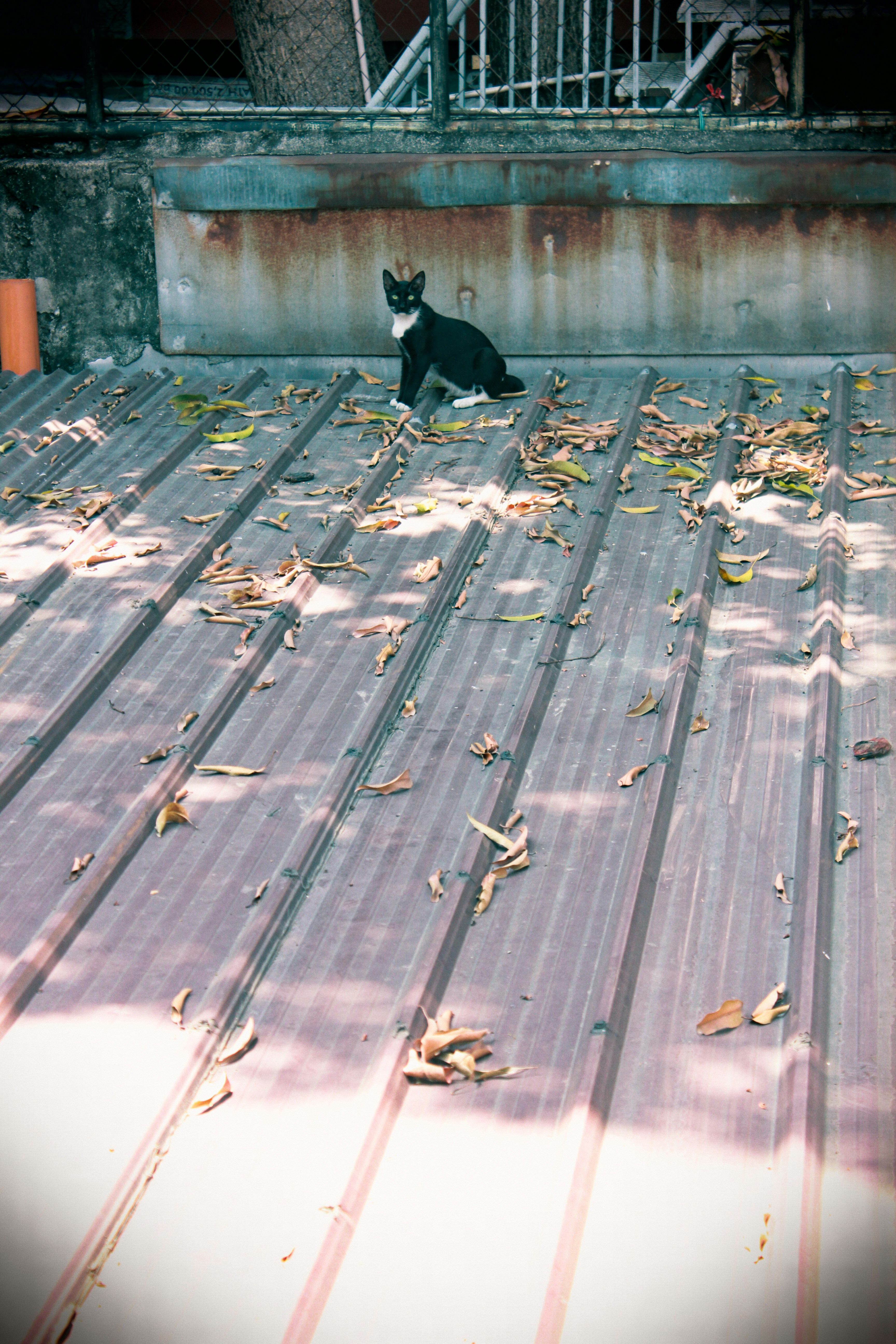 Black-and-White Cat on a Rusted Roof Amid Fallen Leaves
