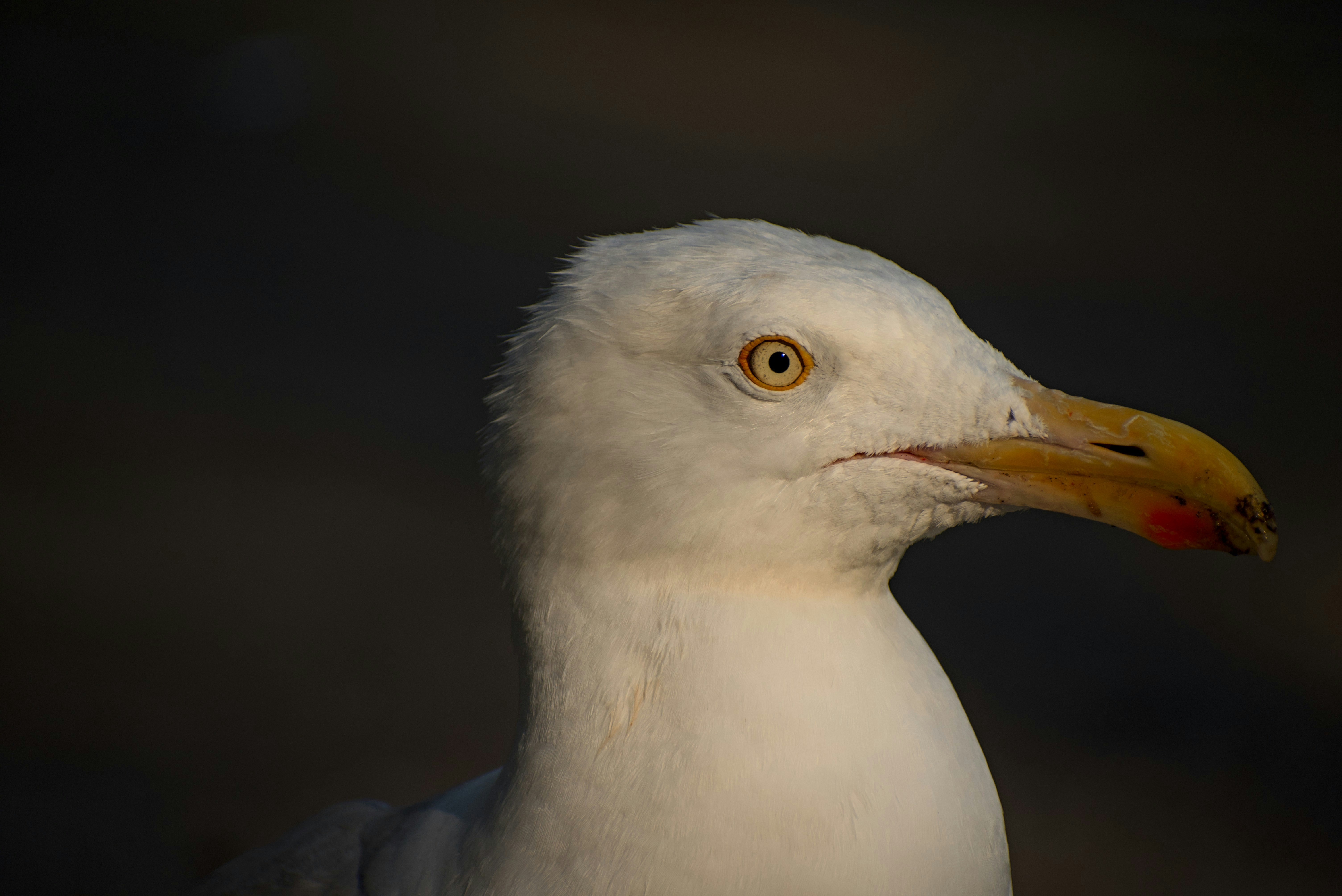 Gaze of the Coastal Sentinel