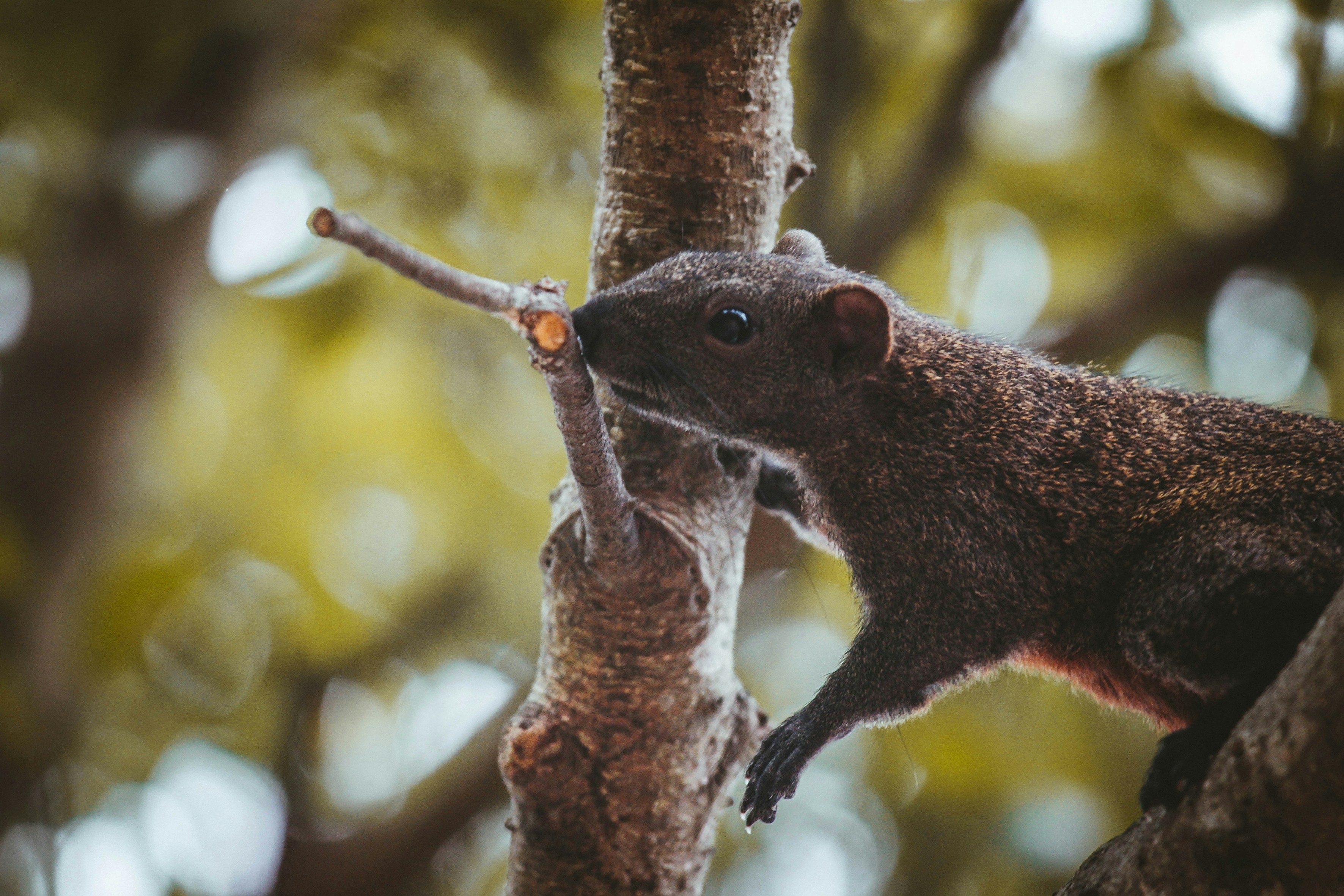 Tree-Top Forager in Focus