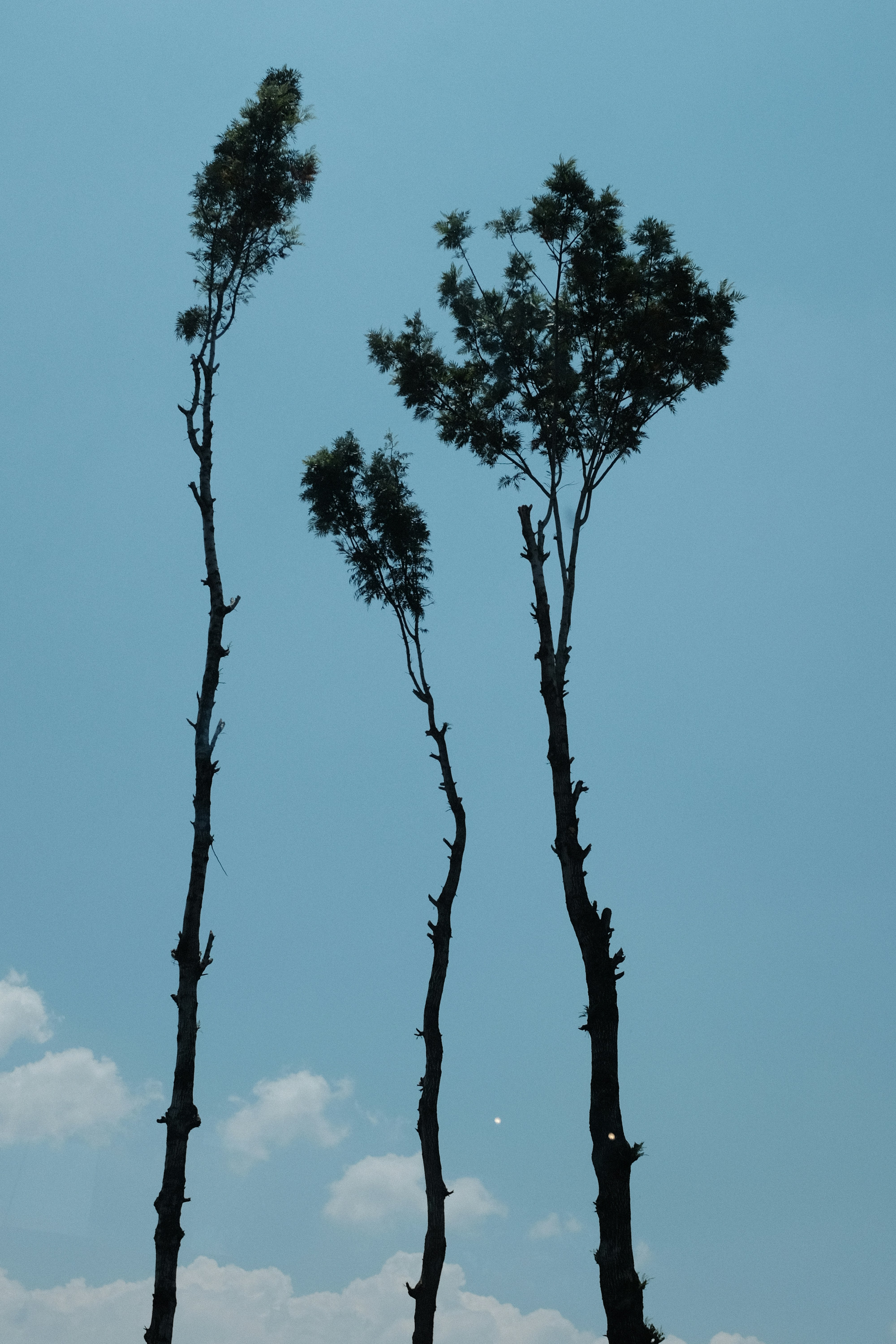 A couple of tall trees standing next to each other photo – Free Coorg ...
