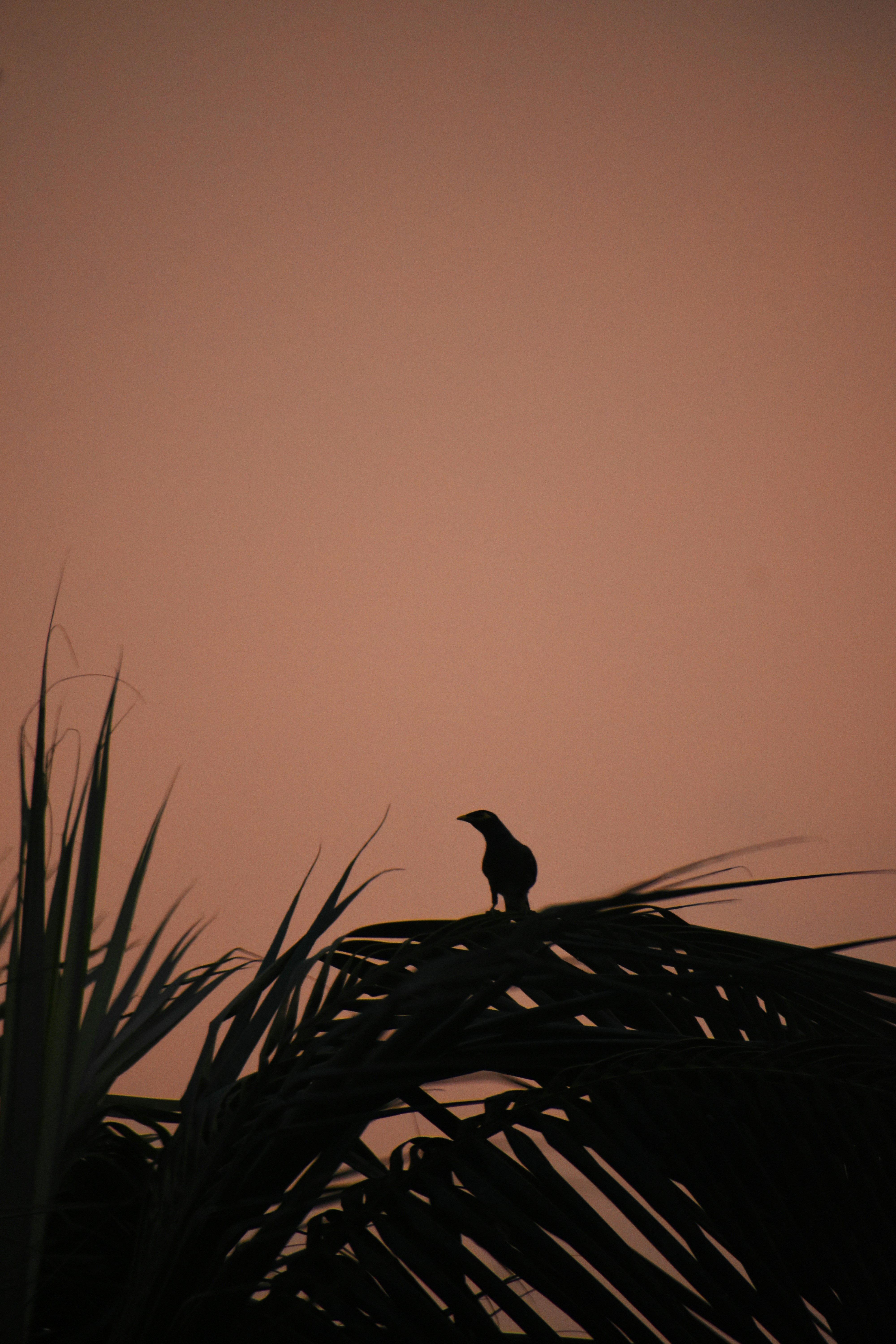 a bird and a sunset