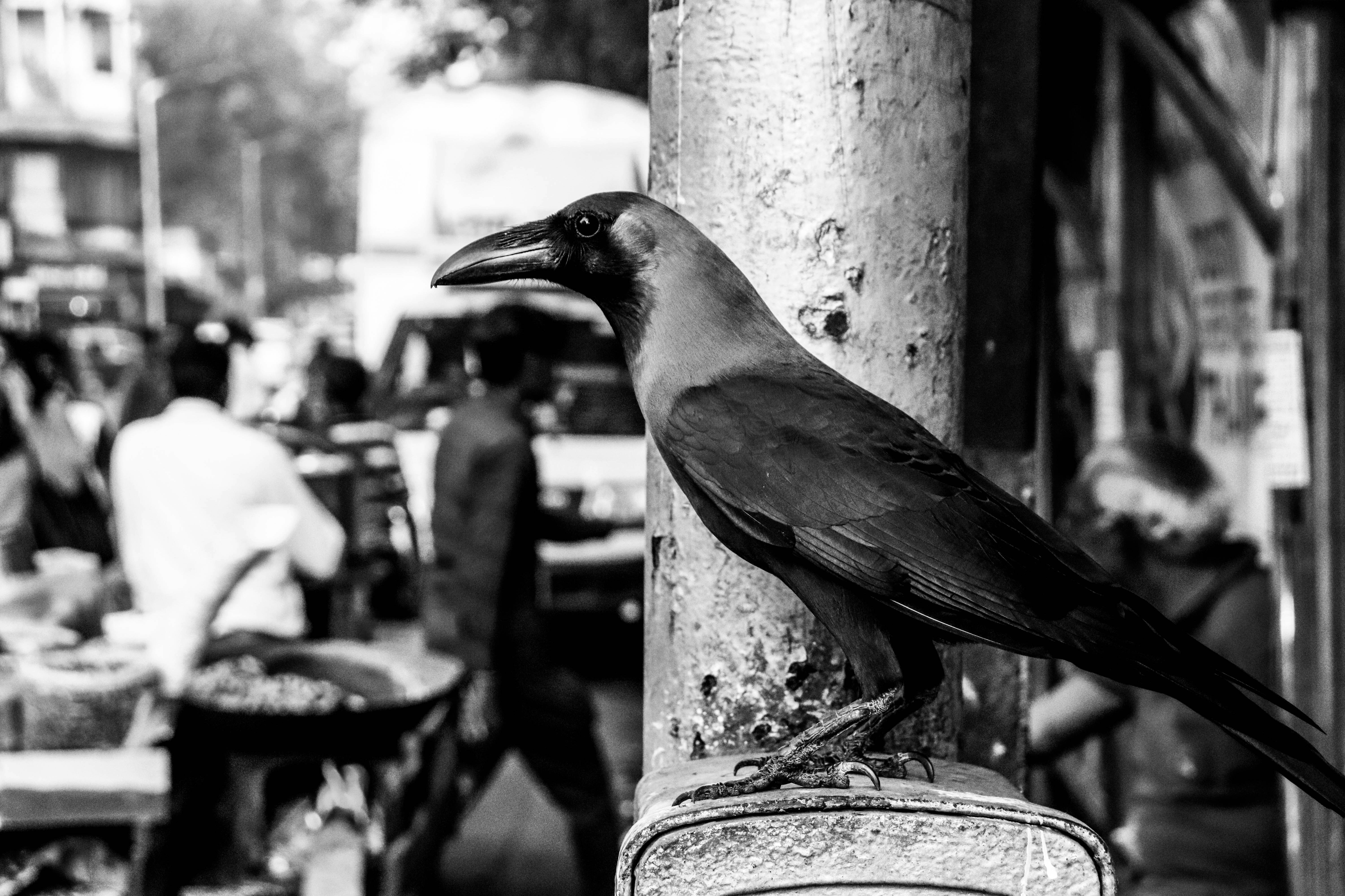 a black and white photo of a bird on a pole